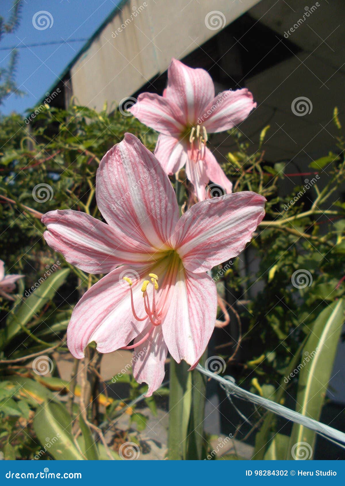 Pink amaryllis flowers stock photo. Image of droplets - 98284302