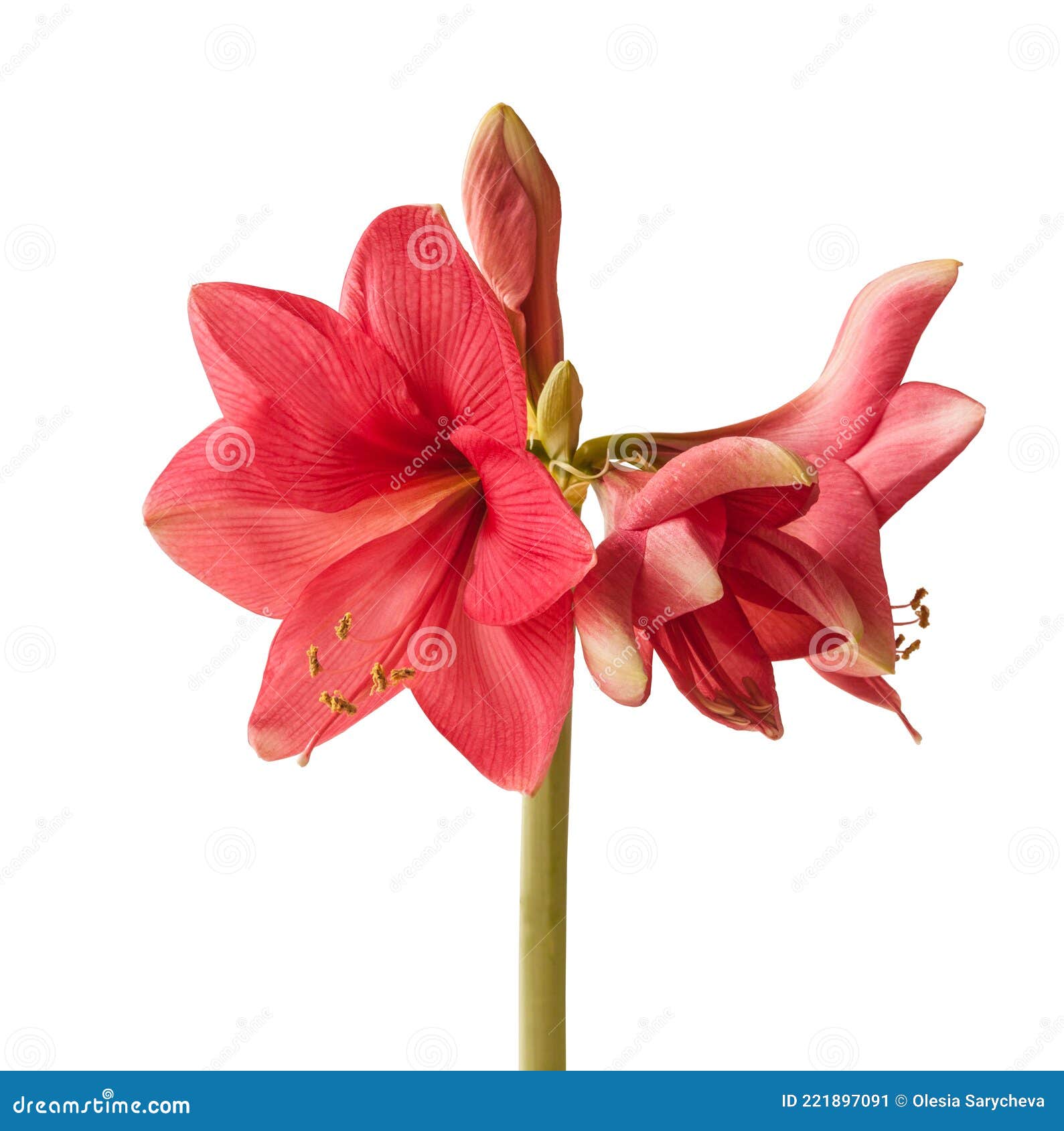 Pink Amaryllis Hippeastrum stock image. Image of emerging - 221897091