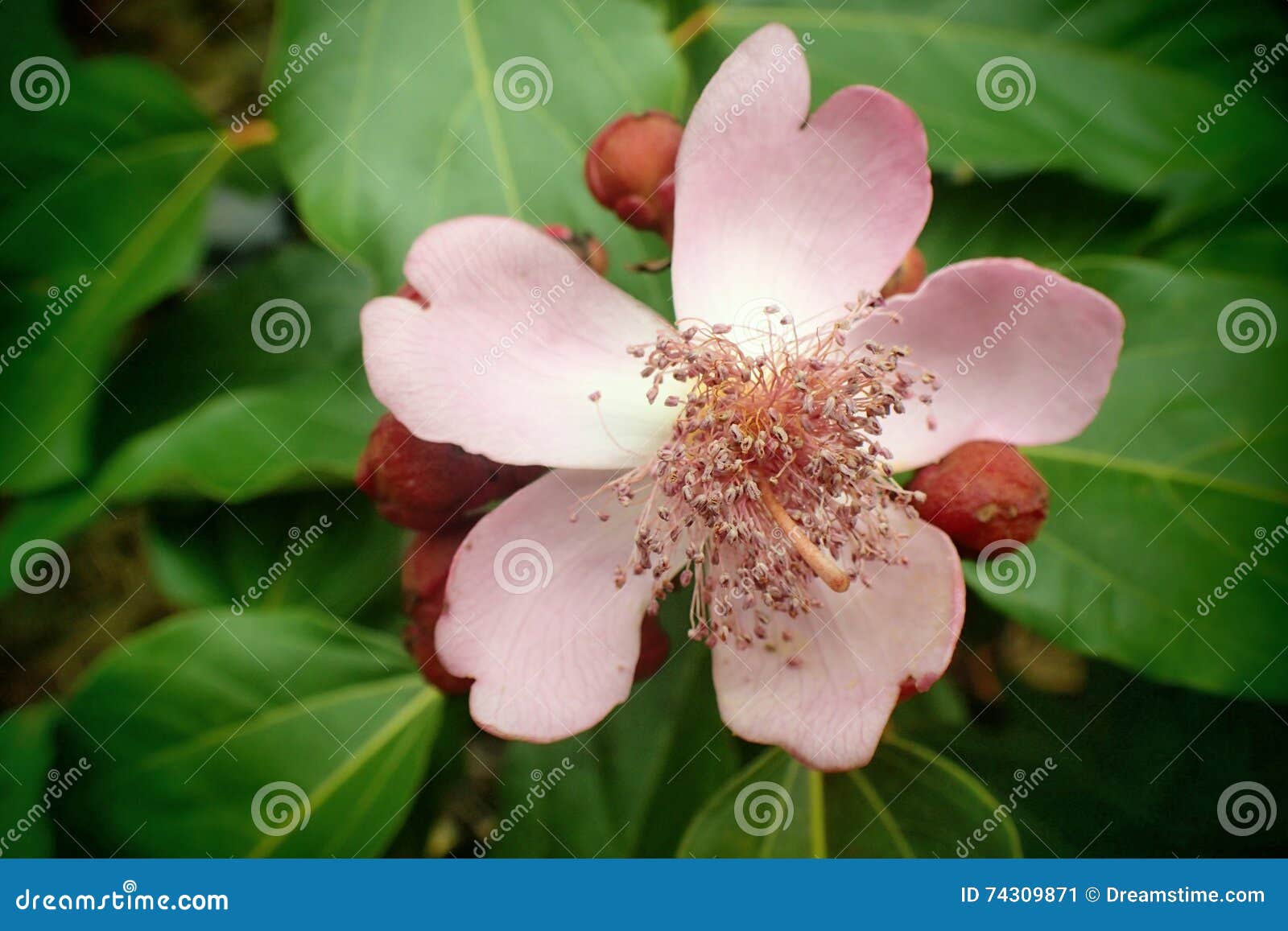Pink Amazonian flower stock image. Image of flowers, jungle - 74309871