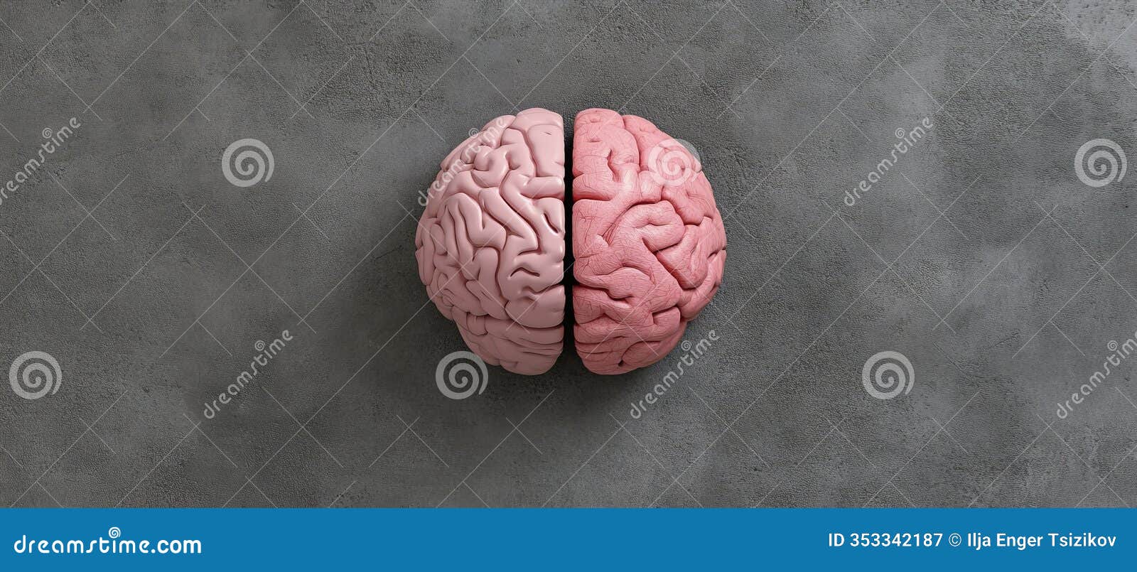 Pink Anatomical Brain Model, Showing the Left and Right Hemispheres ...