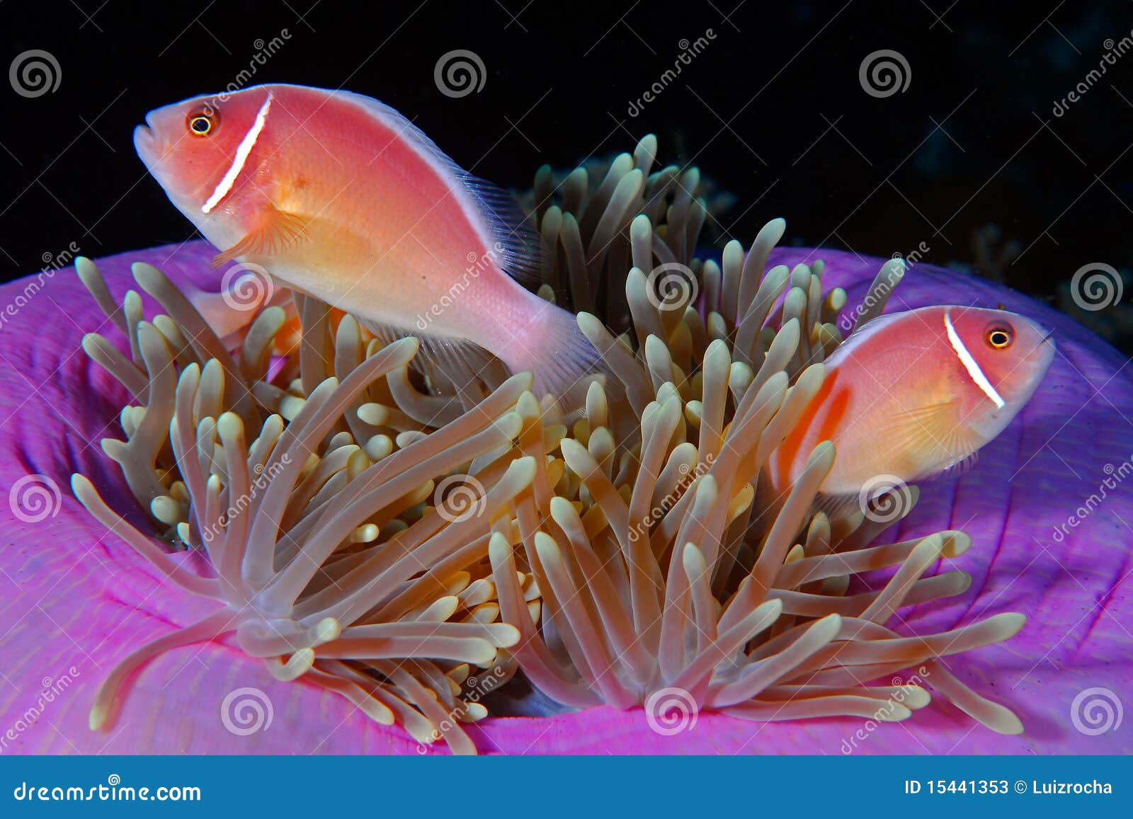Pink Anemonefish Stock Photography | CartoonDealer.com #7085900