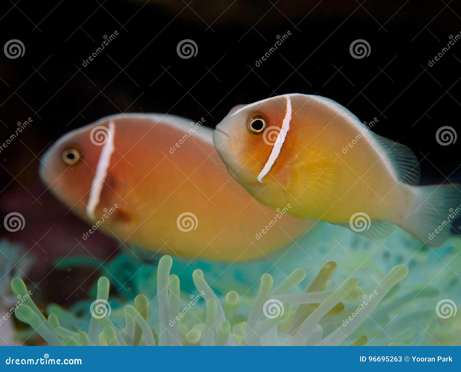 Pink Anemonefish in Anilao, Philippines Stock Image - Image of clown ...