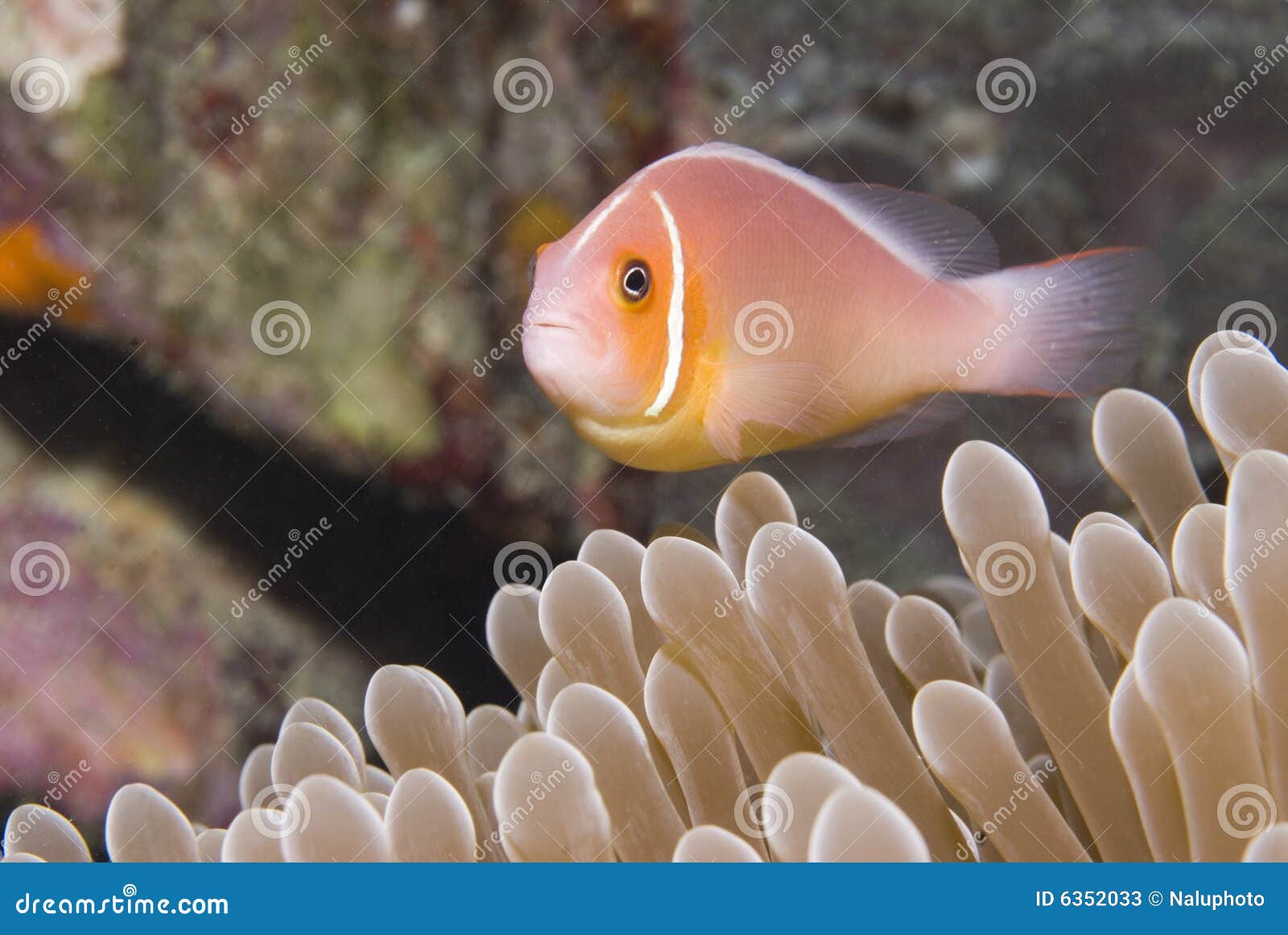 Pink Anemonefish in Micronesia Stock Image - Image of diving, anemone ...