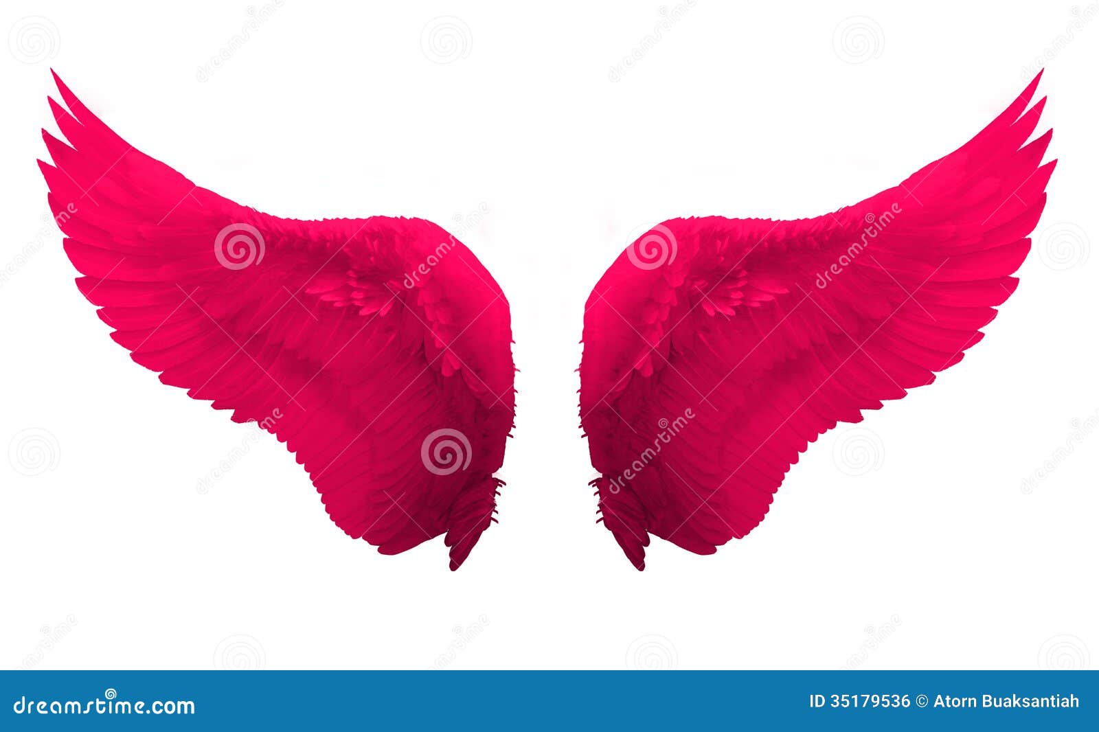 Pink angel wing isolated stock photo. Image of flight - 35179536