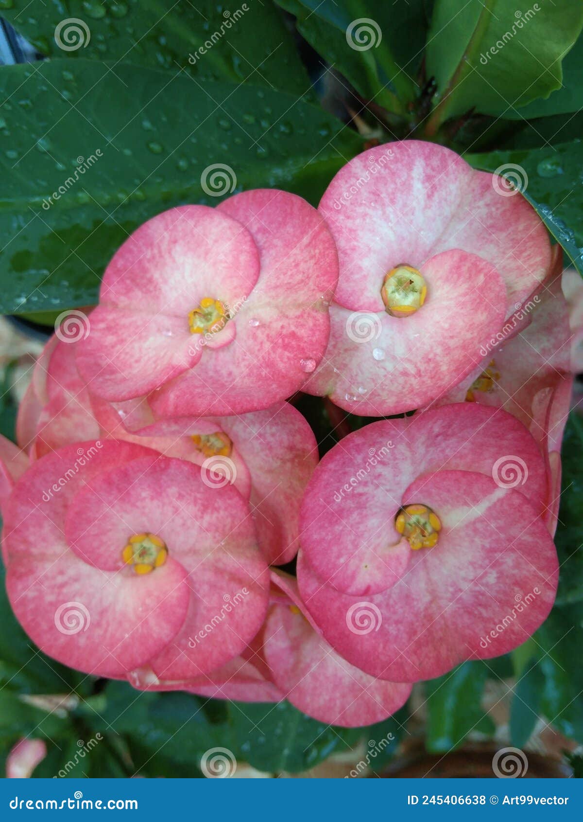 Pink Anise Flowers Blooming in a Pot Stock Photo - Image of blooming ...