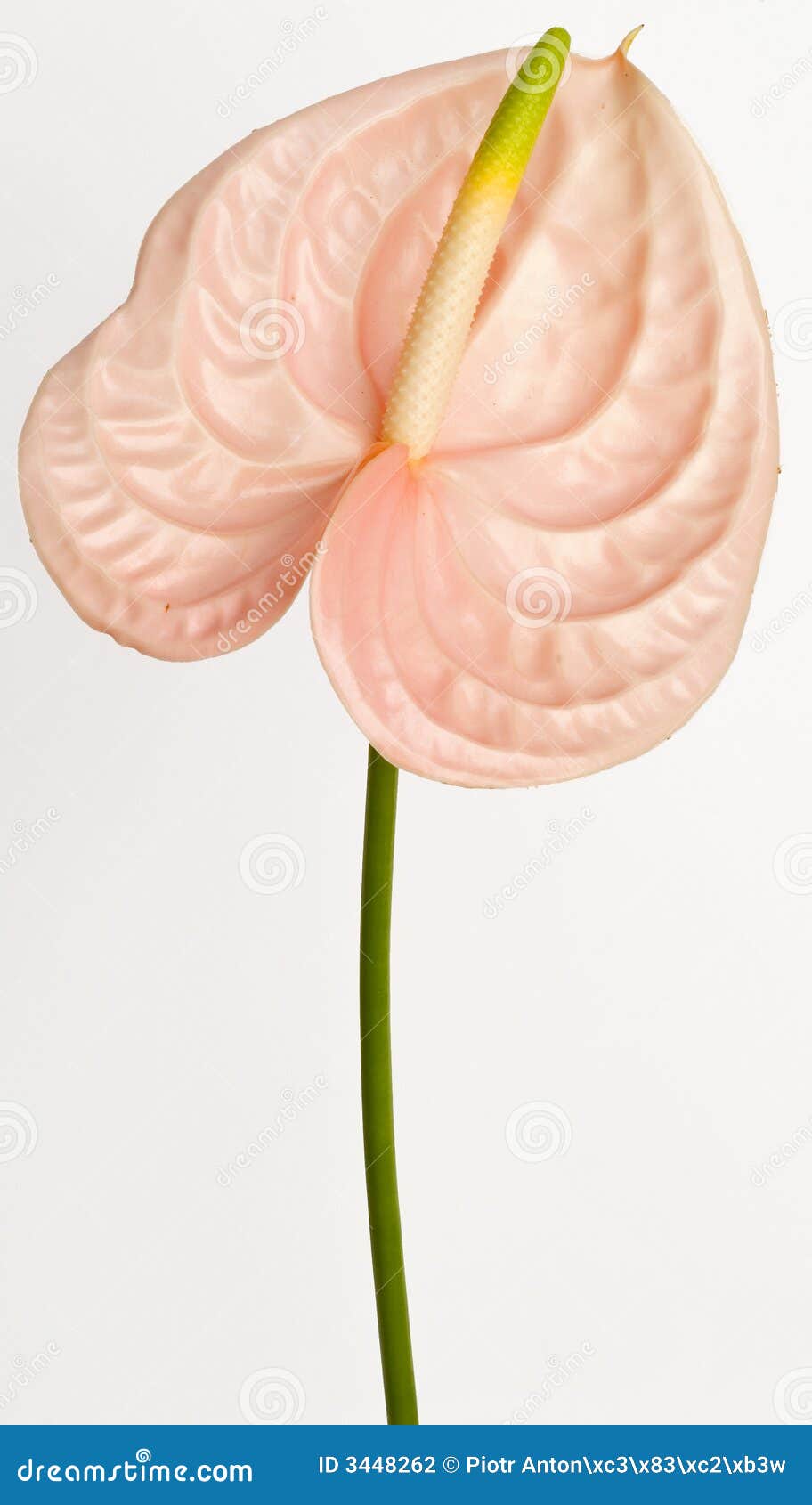Pink anthurium stock photo. Image of illuminate, nature - 3448262