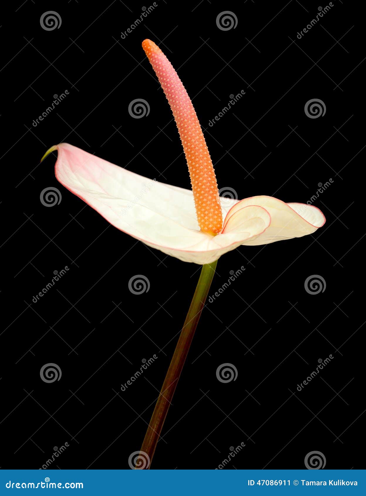 Pink anthurium stock image. Image of araceae, bract, border - 47086911