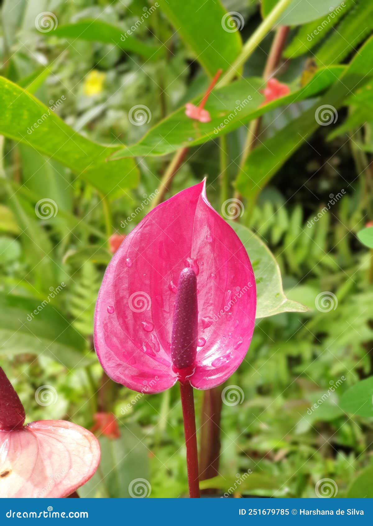 Pink anthurium flower stock image. Image of flower, tulip - 251679785