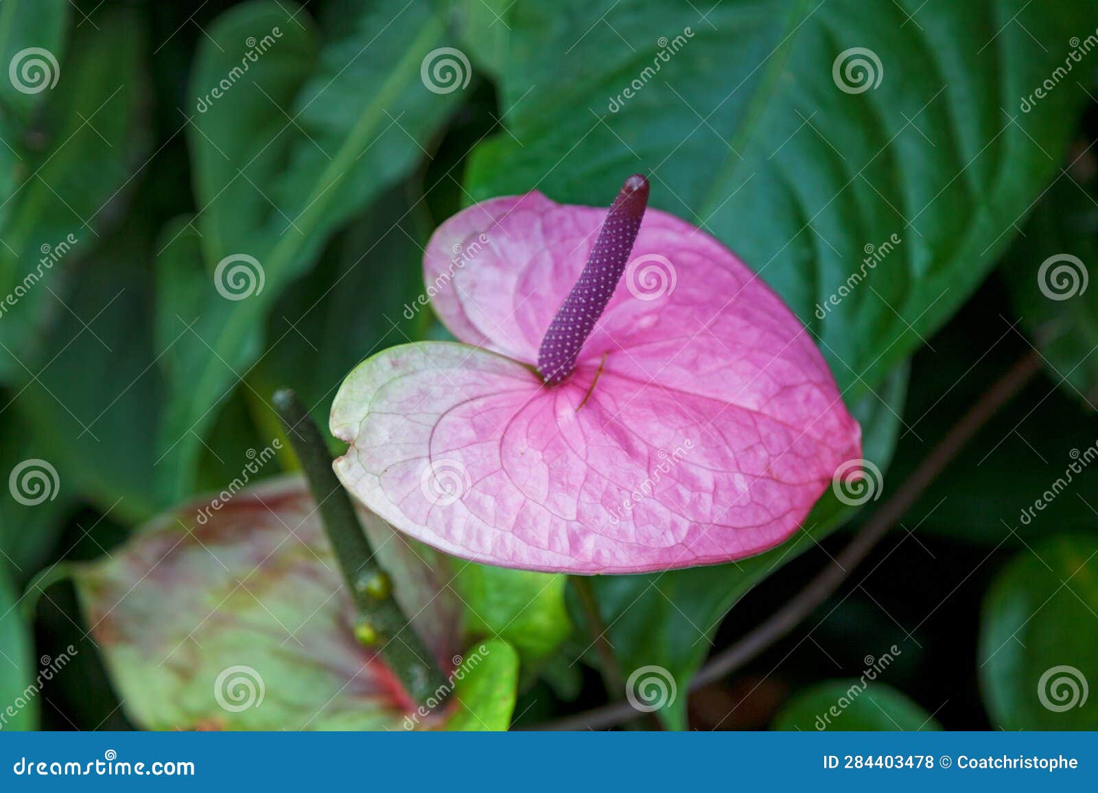 Pink Anthurium flower stock photo. Image of botany, flower - 284403478