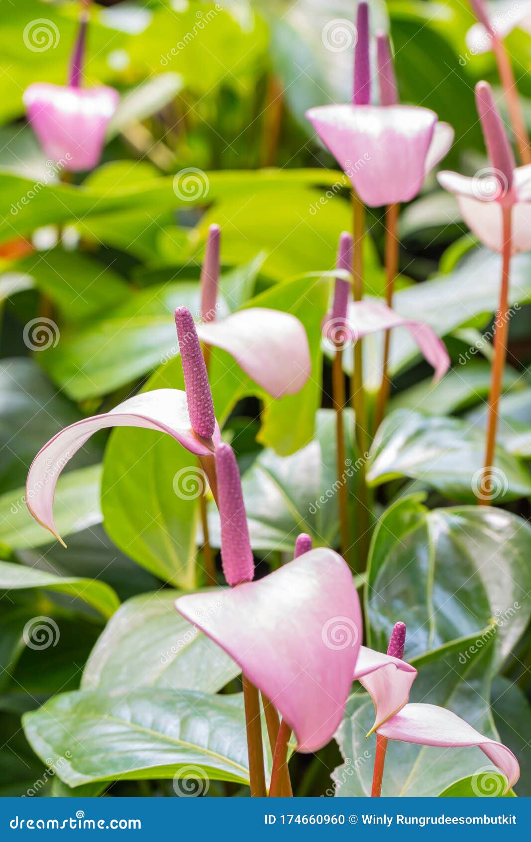 Pink Anthurium flower stock photo. Image of macro, pollen - 174660960