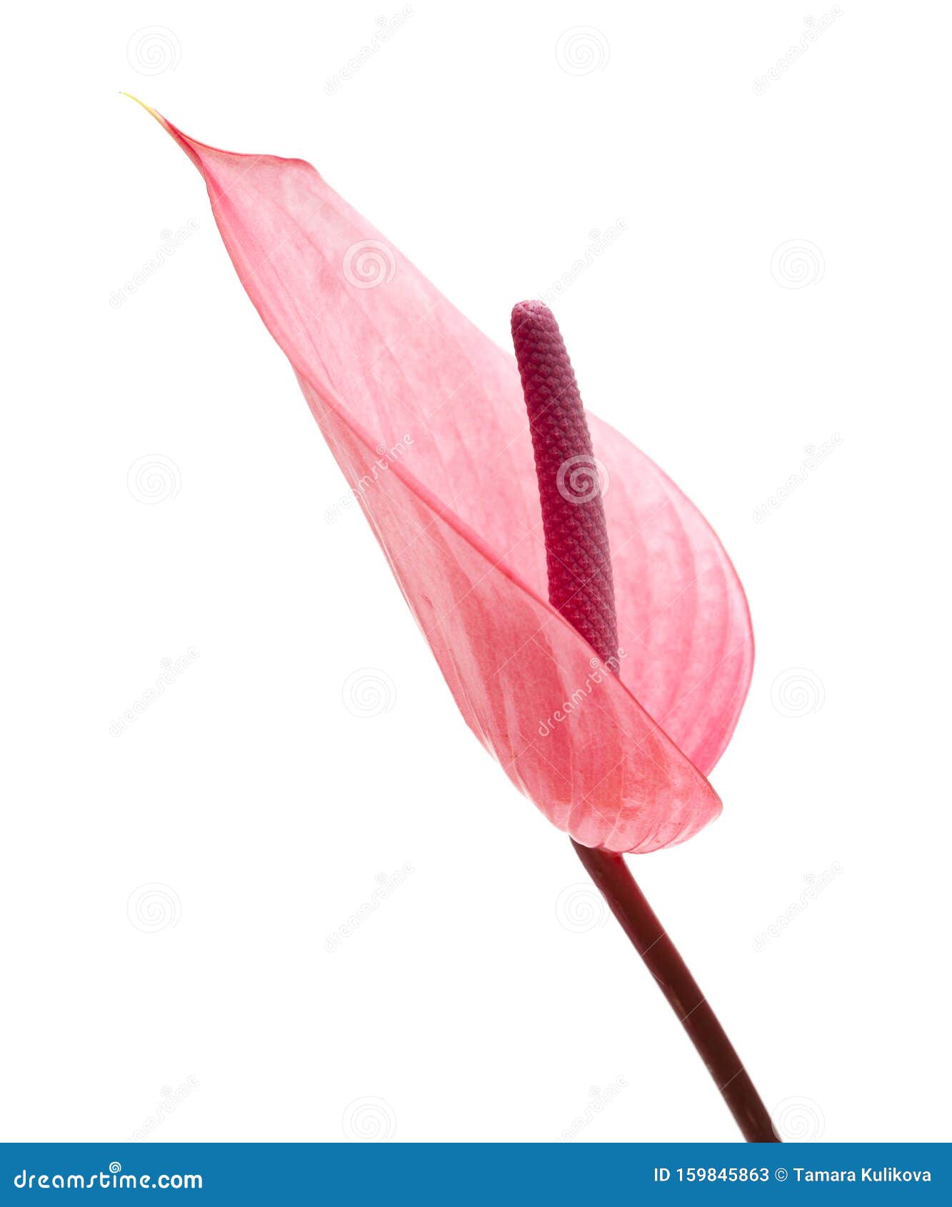 Pink anthurium flower stock image. Image of natural - 159845863