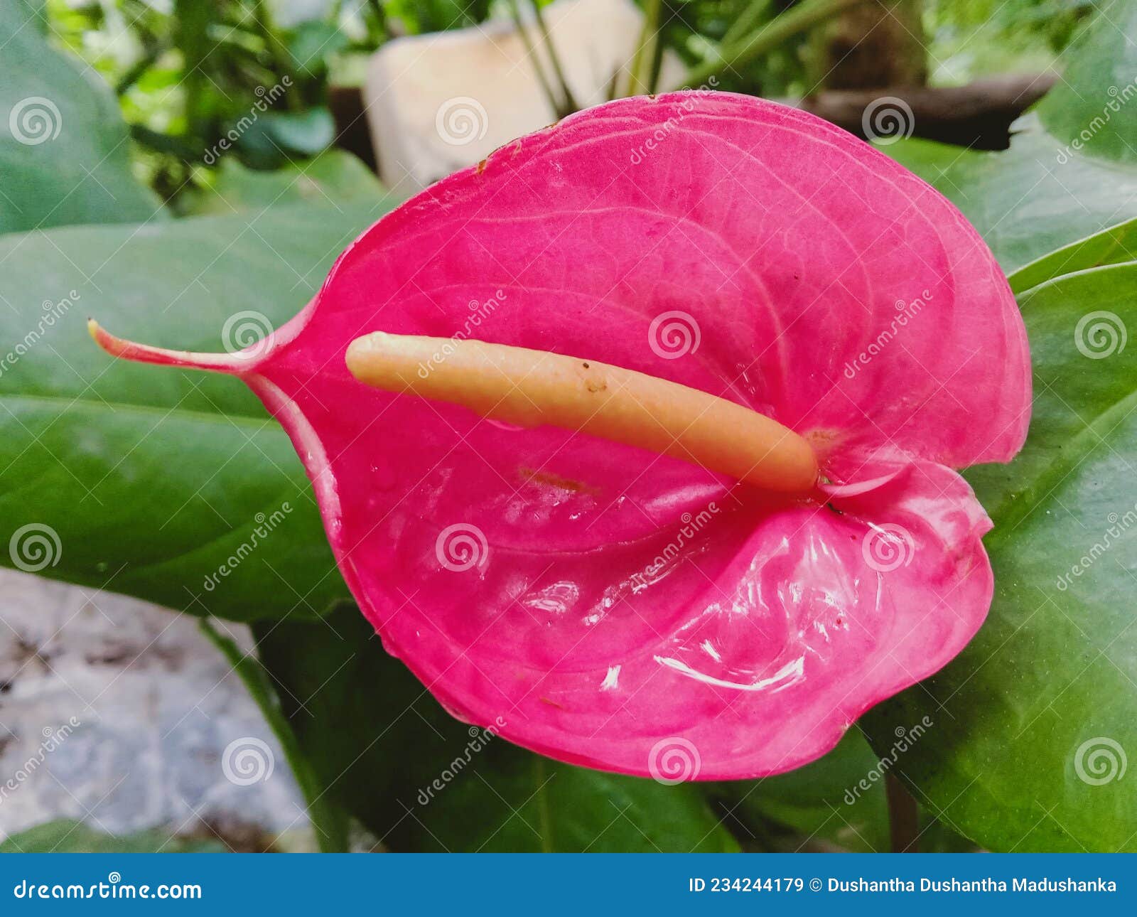 Pink Anthurium Flower Plants Stock Image - Image of plants, anthurium ...