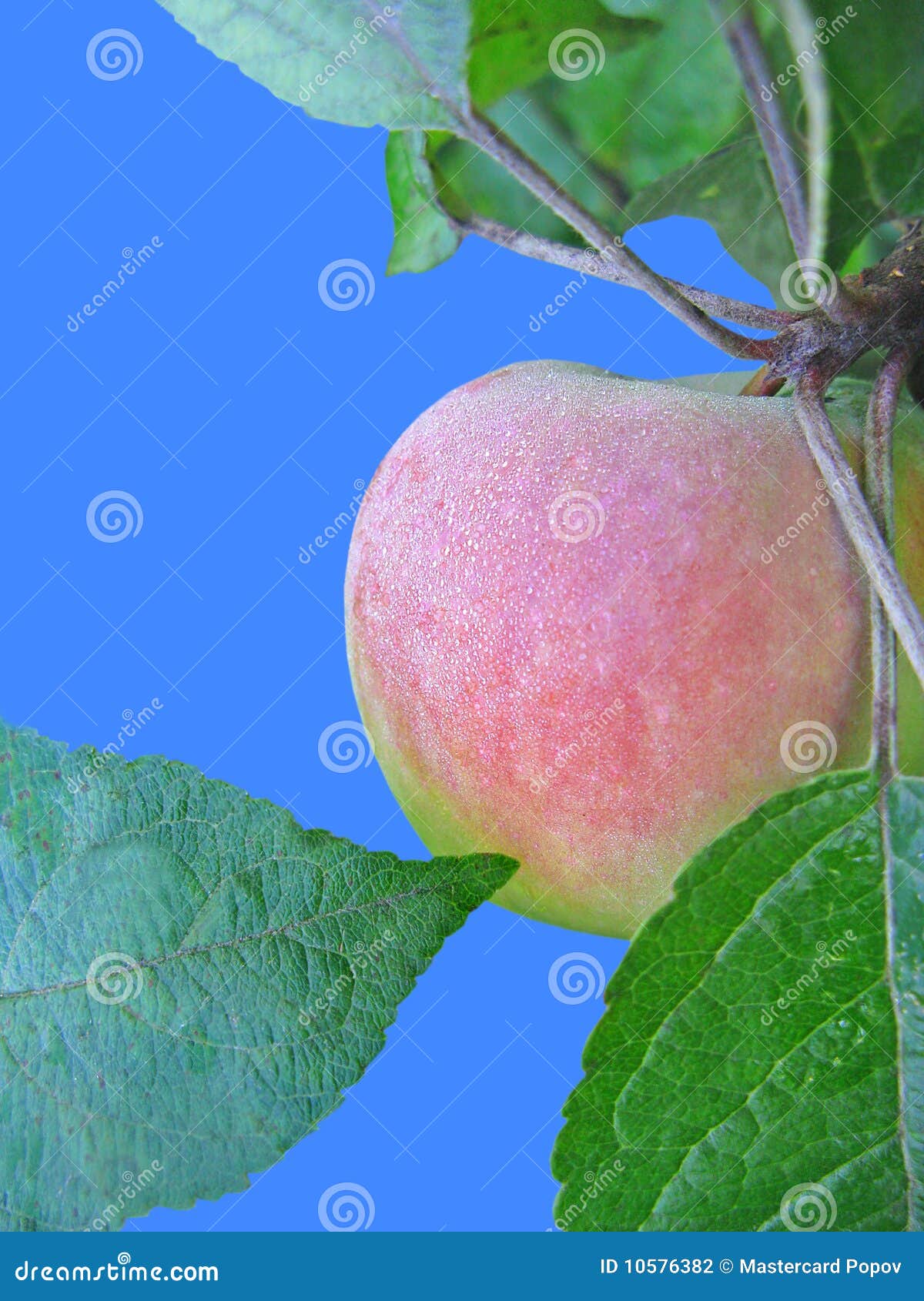 Pink apple stock photo. Image of drops, crop, blue, ripe - 10576382