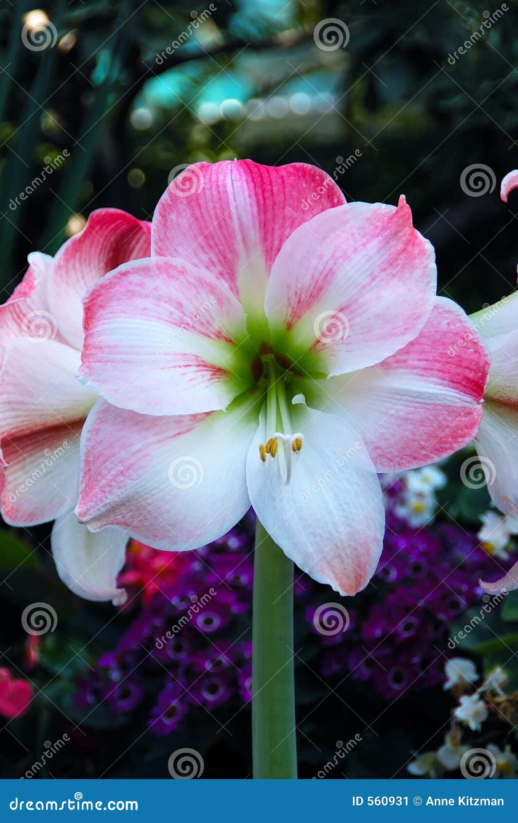 Pink Apple Blossom Amaryllis Stock Image - Image of showy, petals: 560931