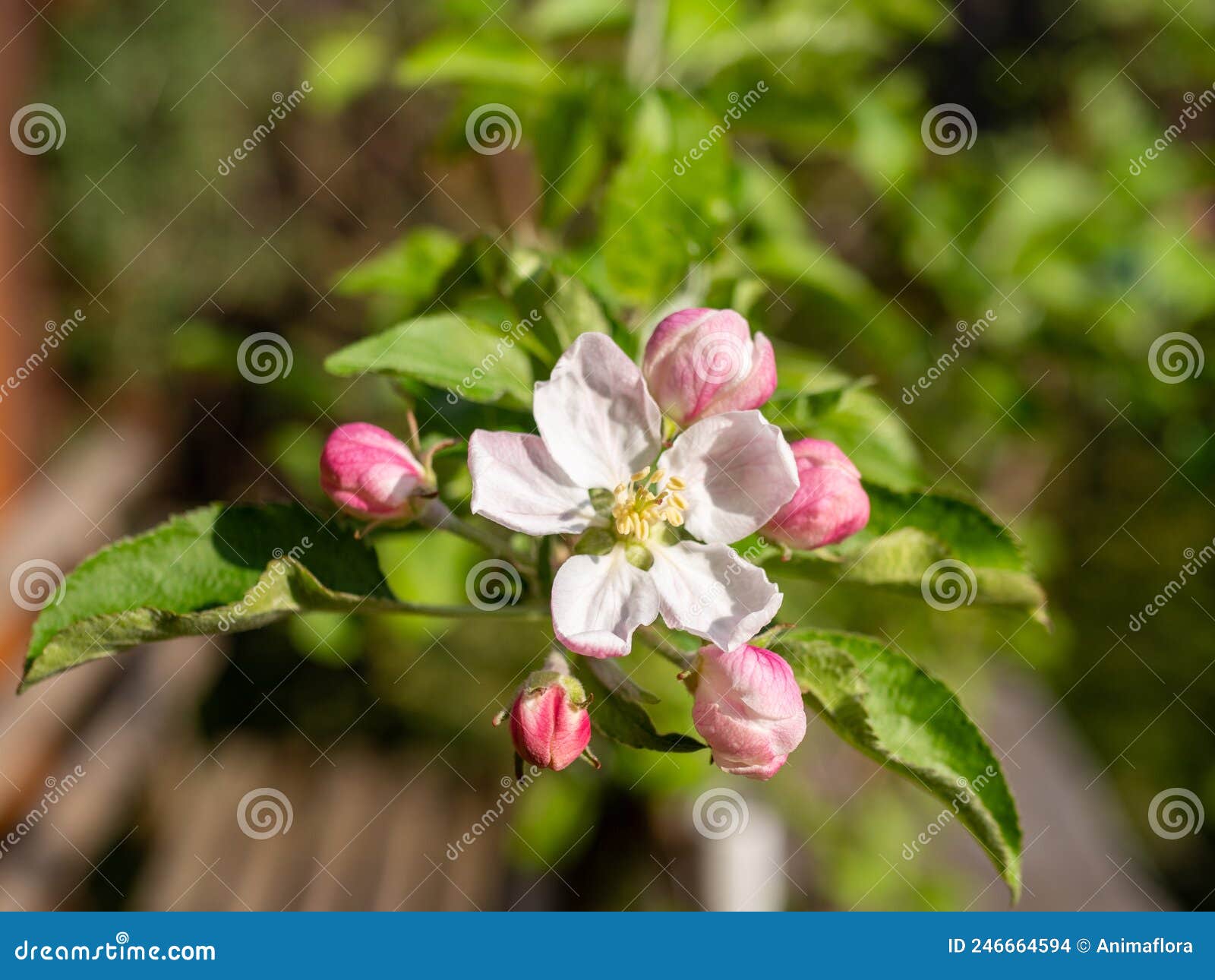 Pink Apple Blossom of an Apple Tree in Spring Stock Photo - Image of ...