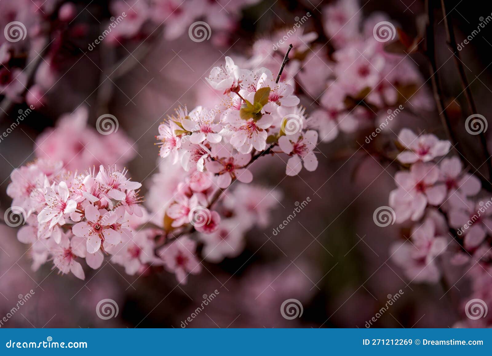 Pink Apple Blossoms Grouped Together on Tree Branch Stock Image - Image ...