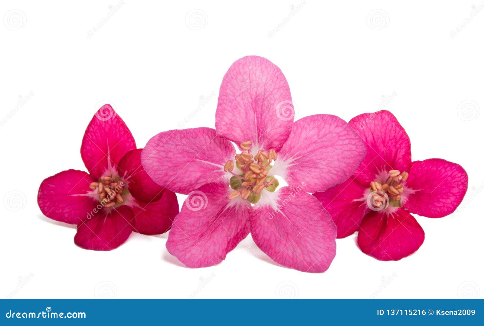 Pink apple flower isolated stock photo. Image of season - 137115216