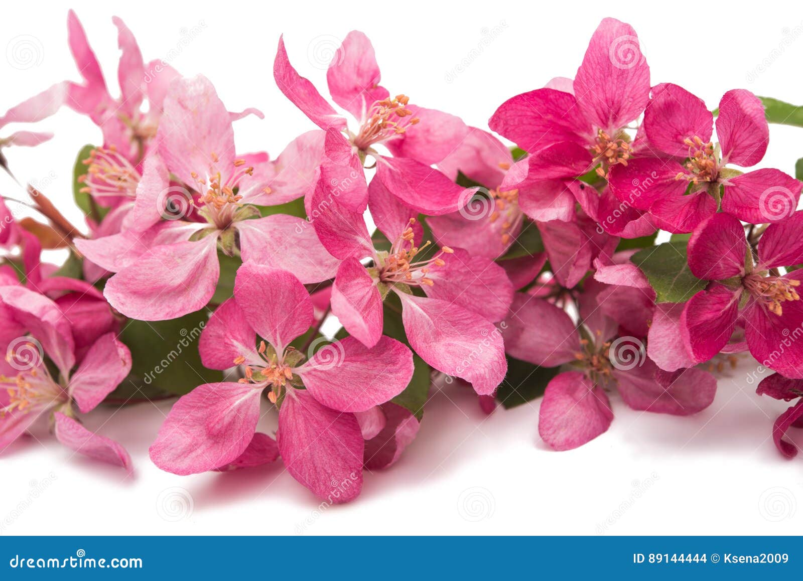 Pink apple flower isolated stock photo. Image of botany - 89144444