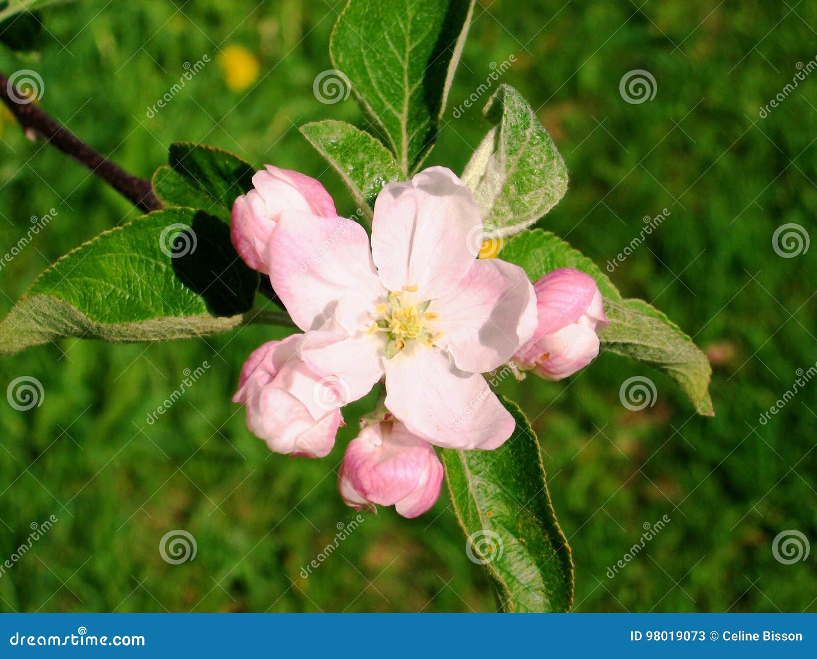 Pink Apple Tree Flower in Bloom-stock Photos Stock Image - Image of ...