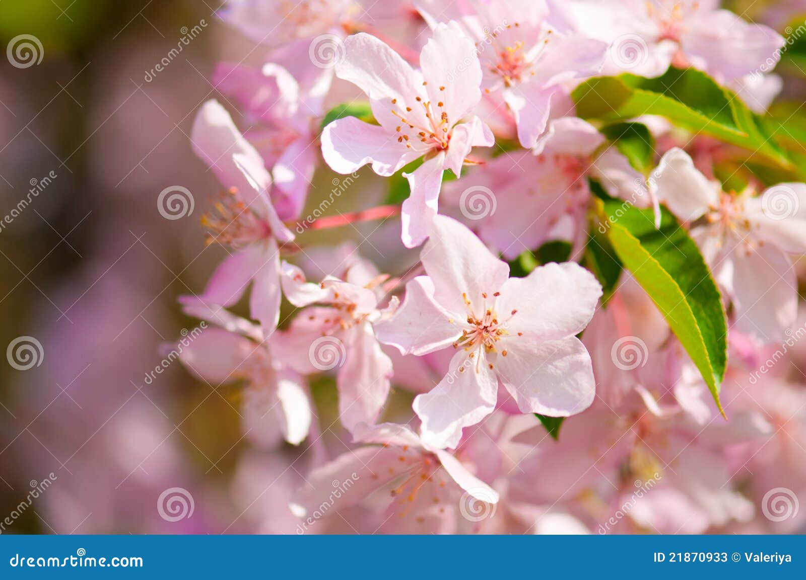 Pink apple tree in spring stock image. Image of abloom - 21870933