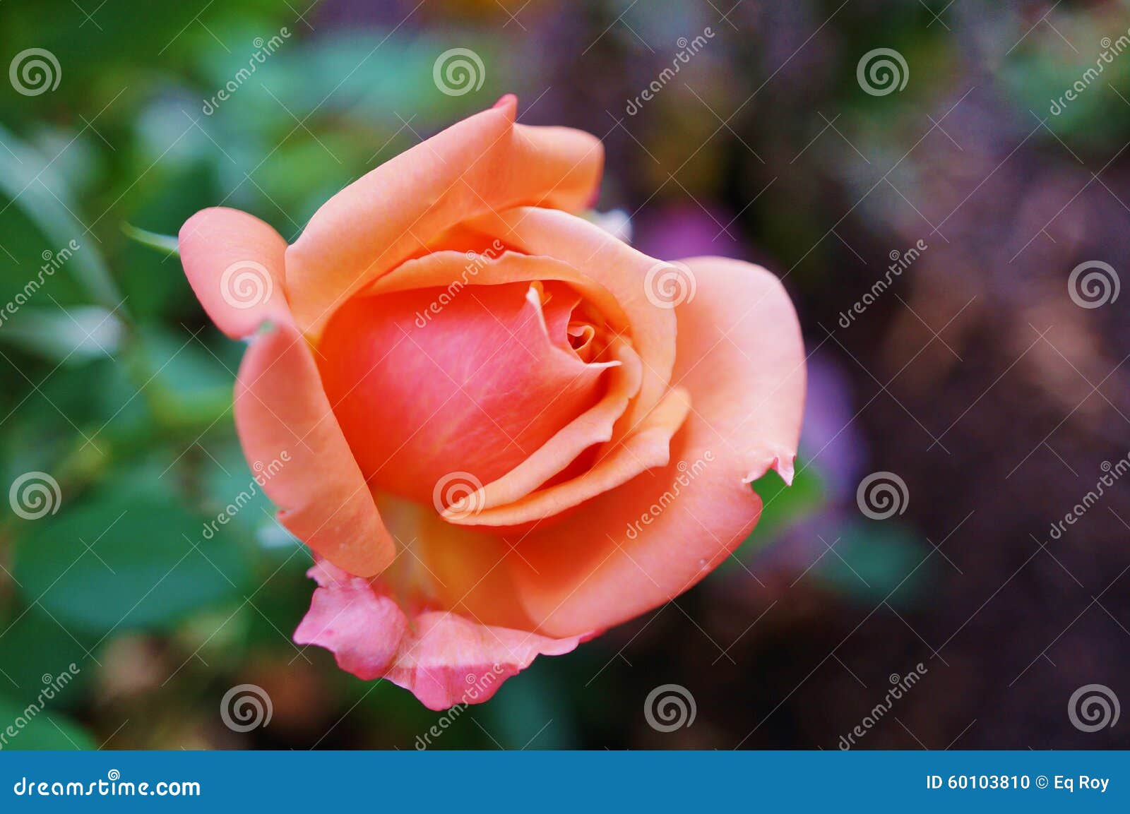 Pink apricot colored rose stock photo. Image of apricot - 60103810