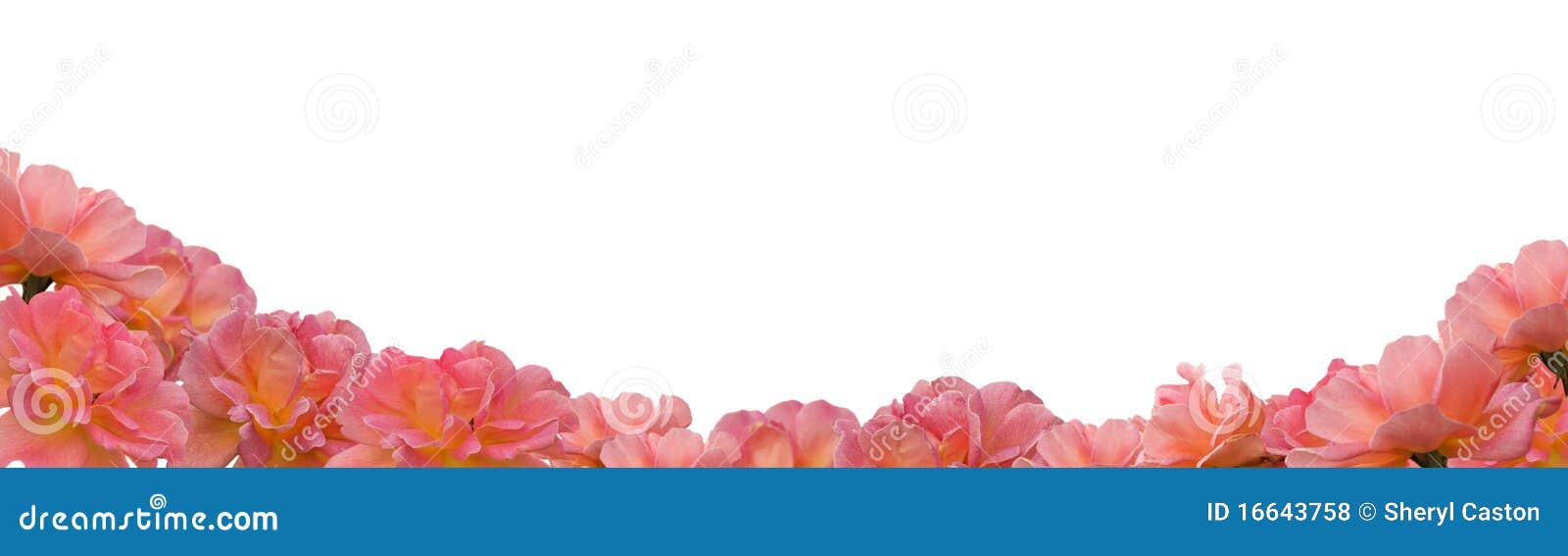 Pink Apricot Rose Flowers Frame Border on White Stock Photo - Image of ...