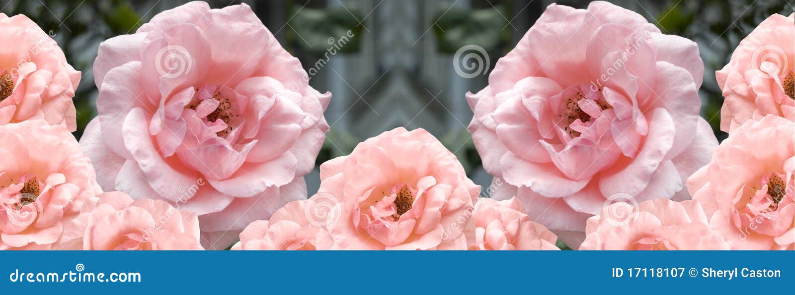 Pink and Apricot Roses Border Stock Image - Image of border, love: 17118107
