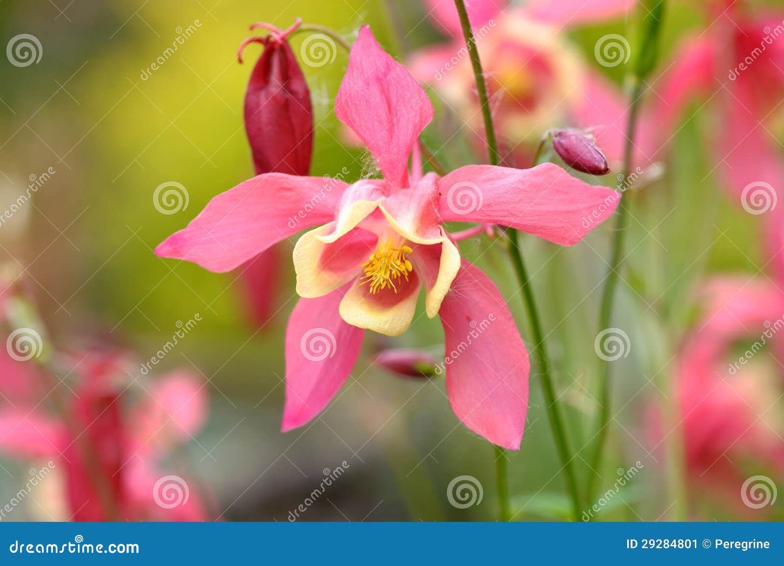 Pink Aquilegia Flower stock image. Image of green, macro - 29284801