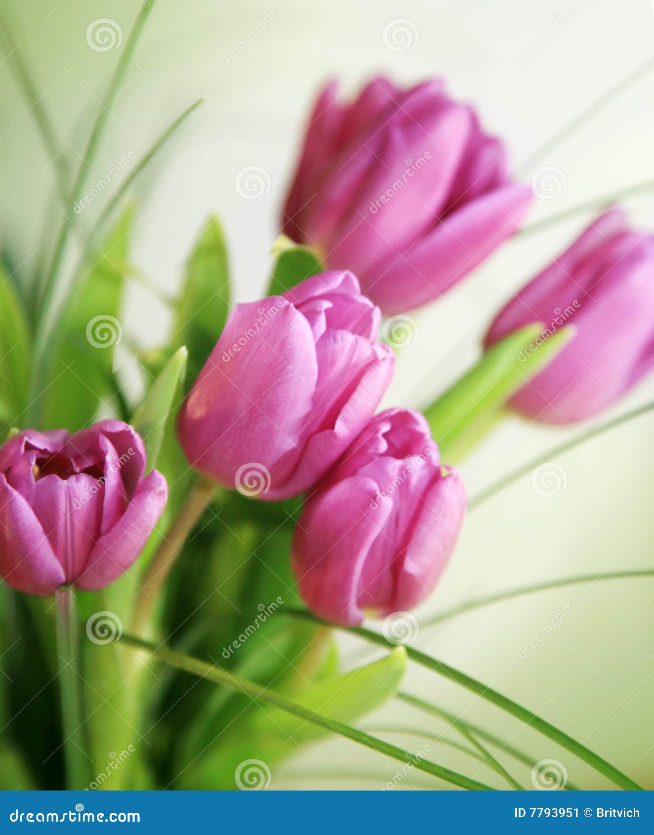 Pink aroma of the spring stock image. Image of bridal - 7793951