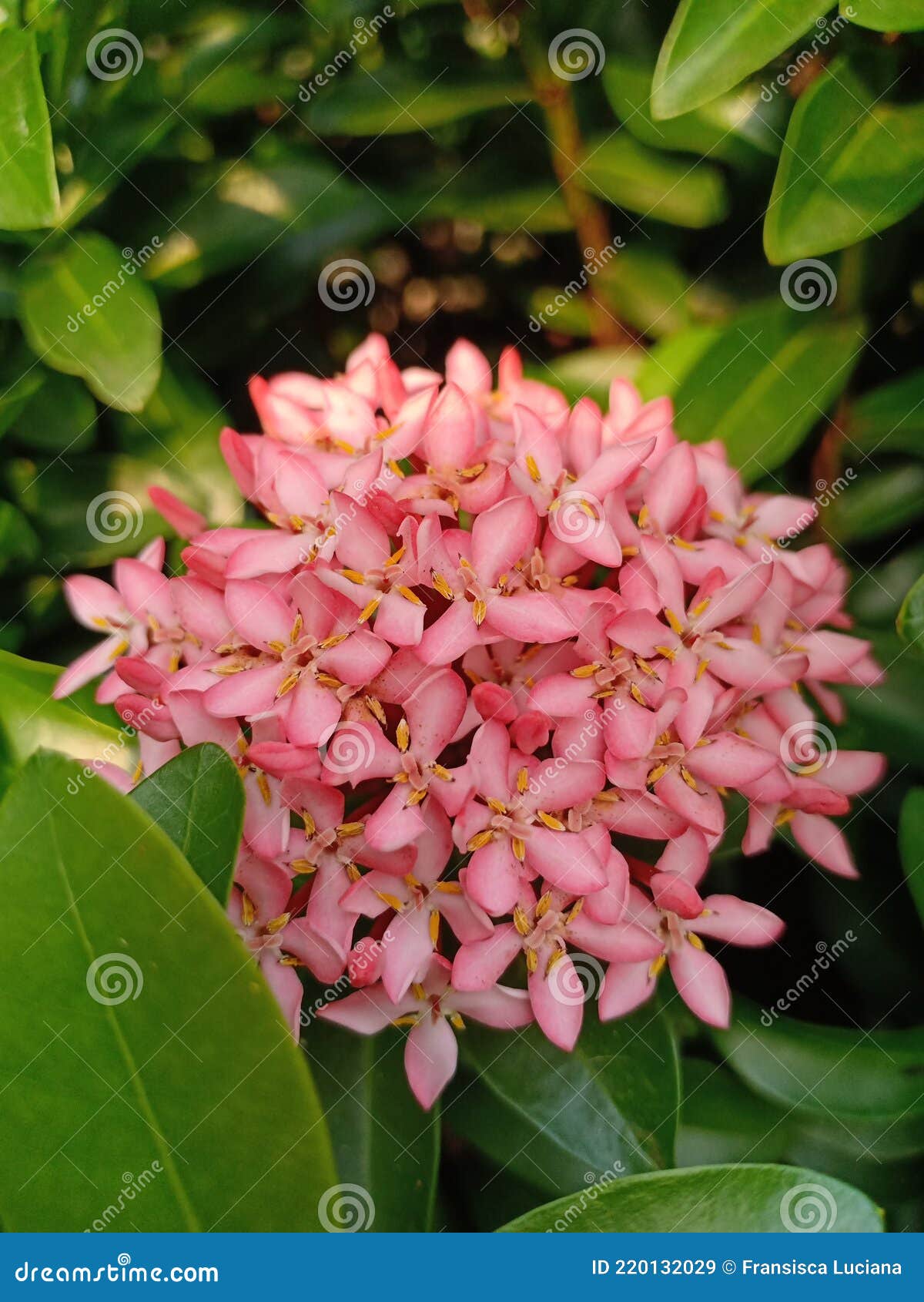 Pink Ashoka Tree stock image. Image of pink, evergreen - 220132029