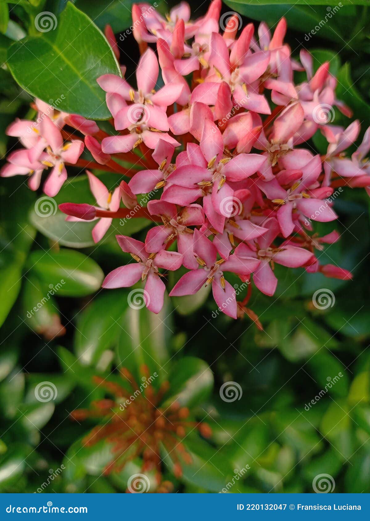 Pink Ashoka Tree stock image. Image of evergreen, lilac - 220132047