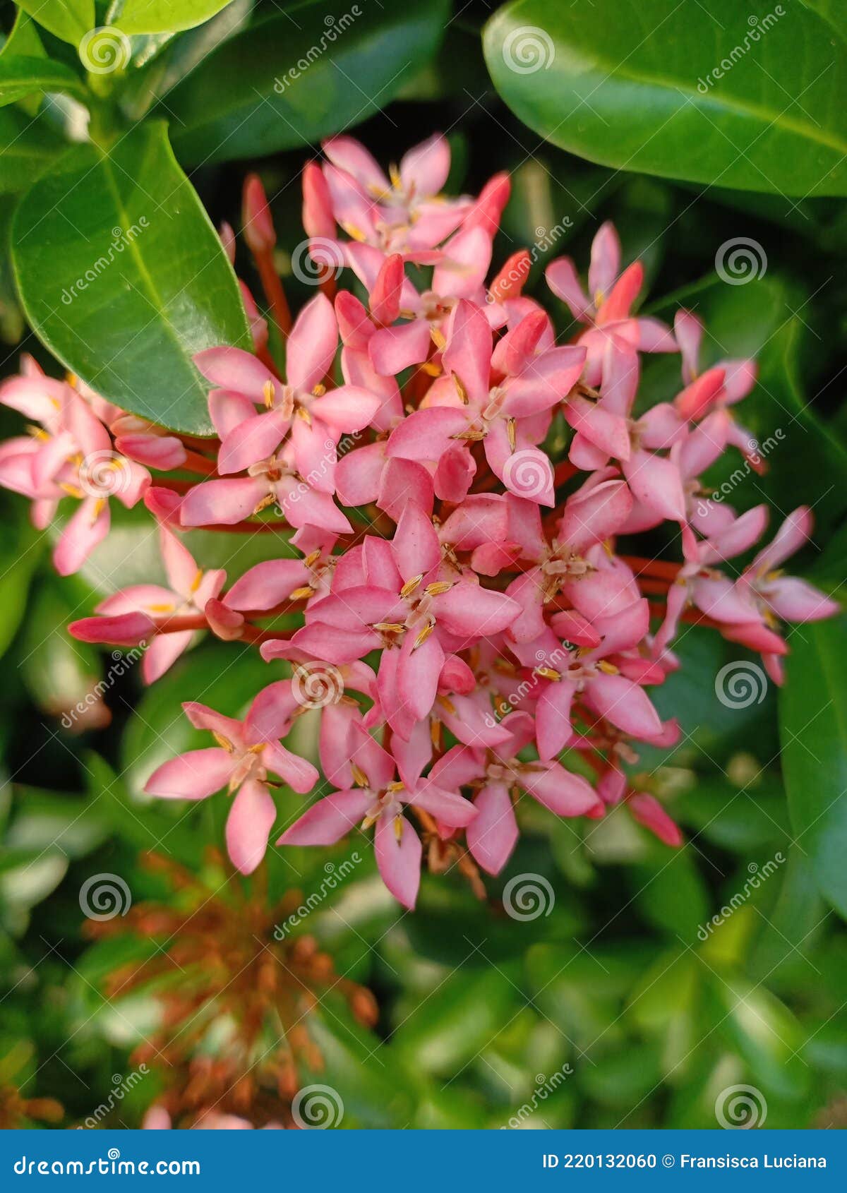 Pink Ashoka Tree stock photo. Image of ashoka, garden - 220132060