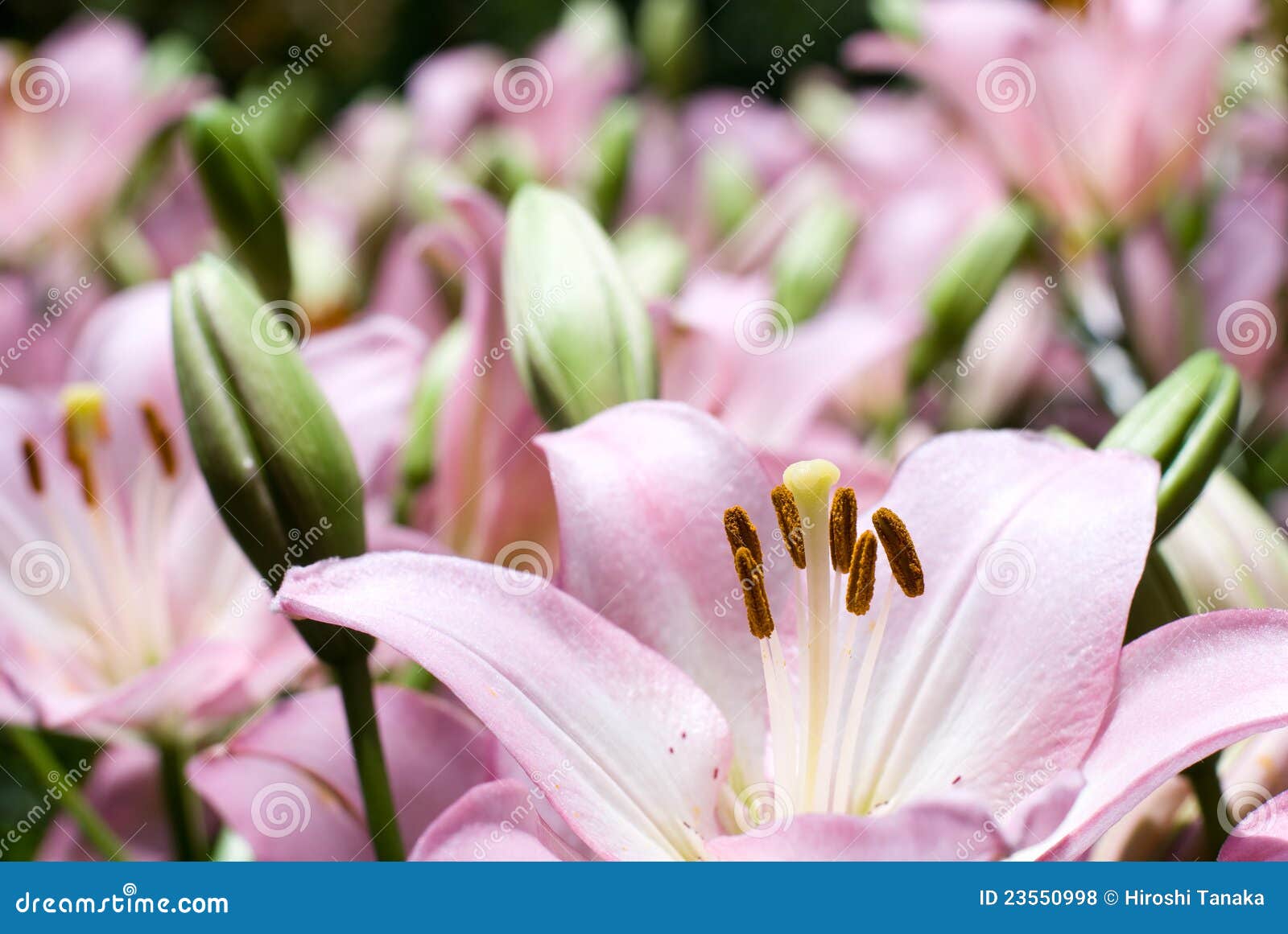 Pink asiatic lily stock photo. Image of flower, lily - 23550998
