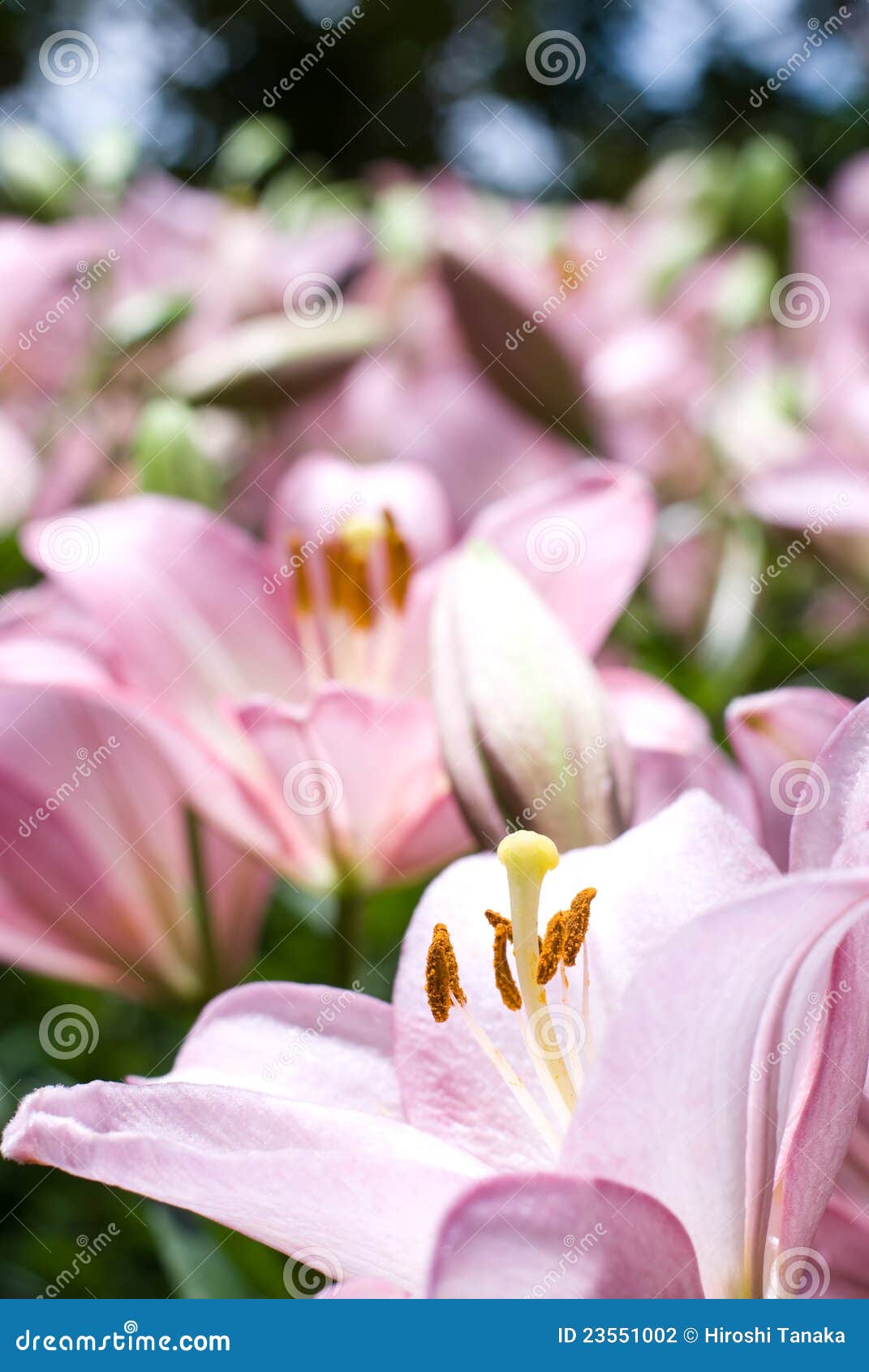 Pink asiatic lily stock photo. Image of blossom, stamen - 23551002