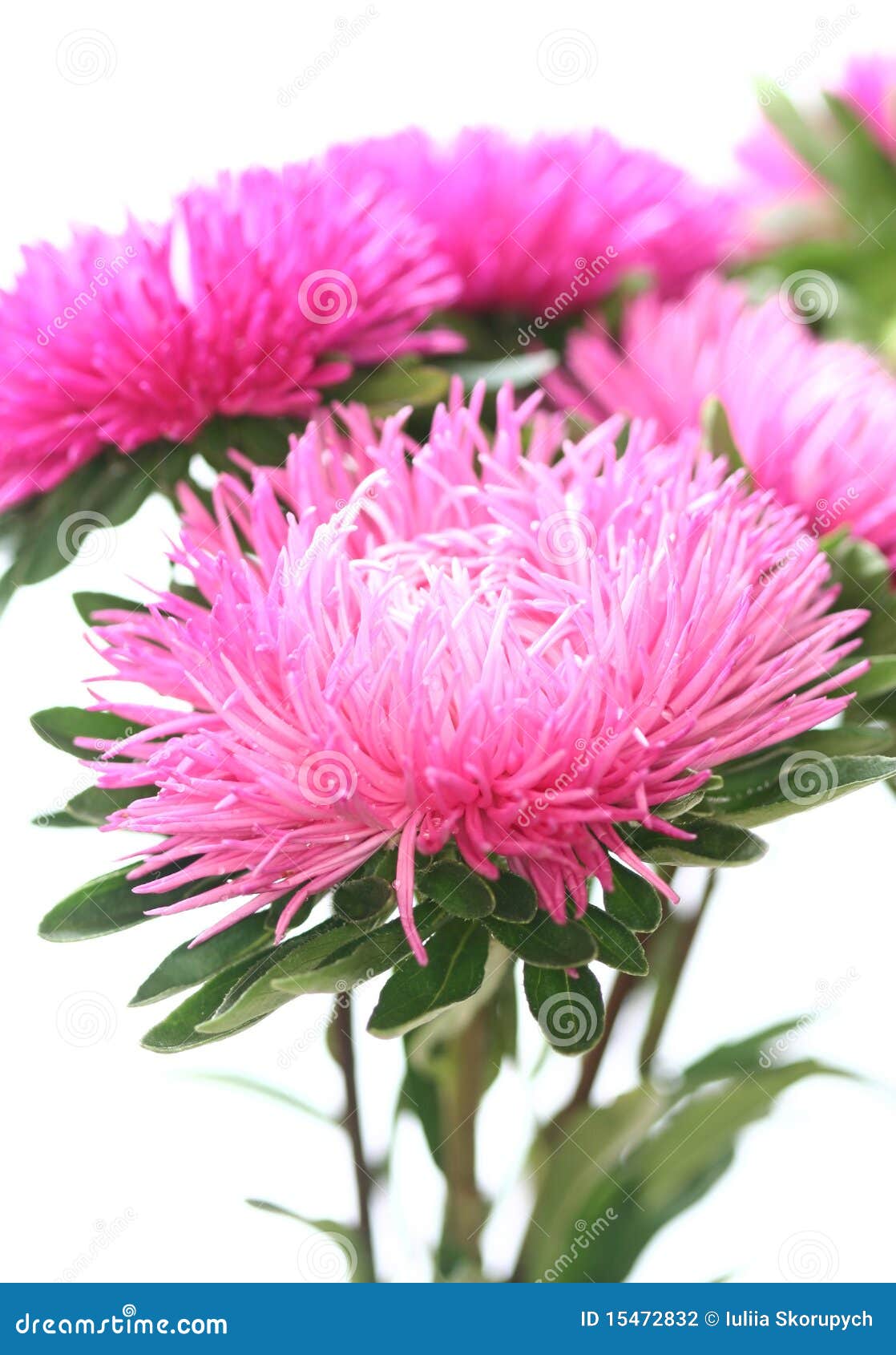 Pink aster stock photo. Image of botany, plant, backgrounds - 15472832