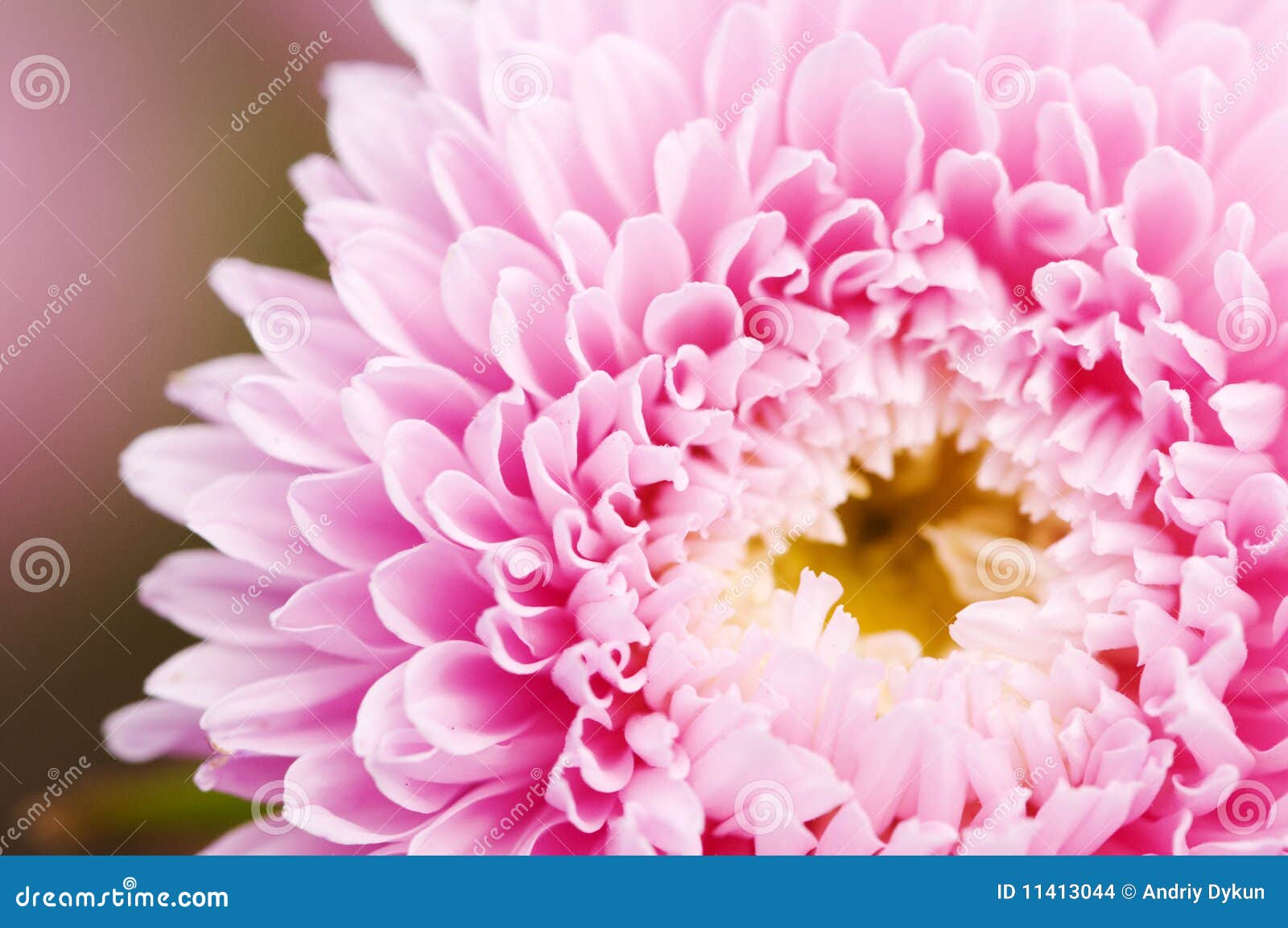 Pink aster flower stock photo. Image of floral, season - 11413044