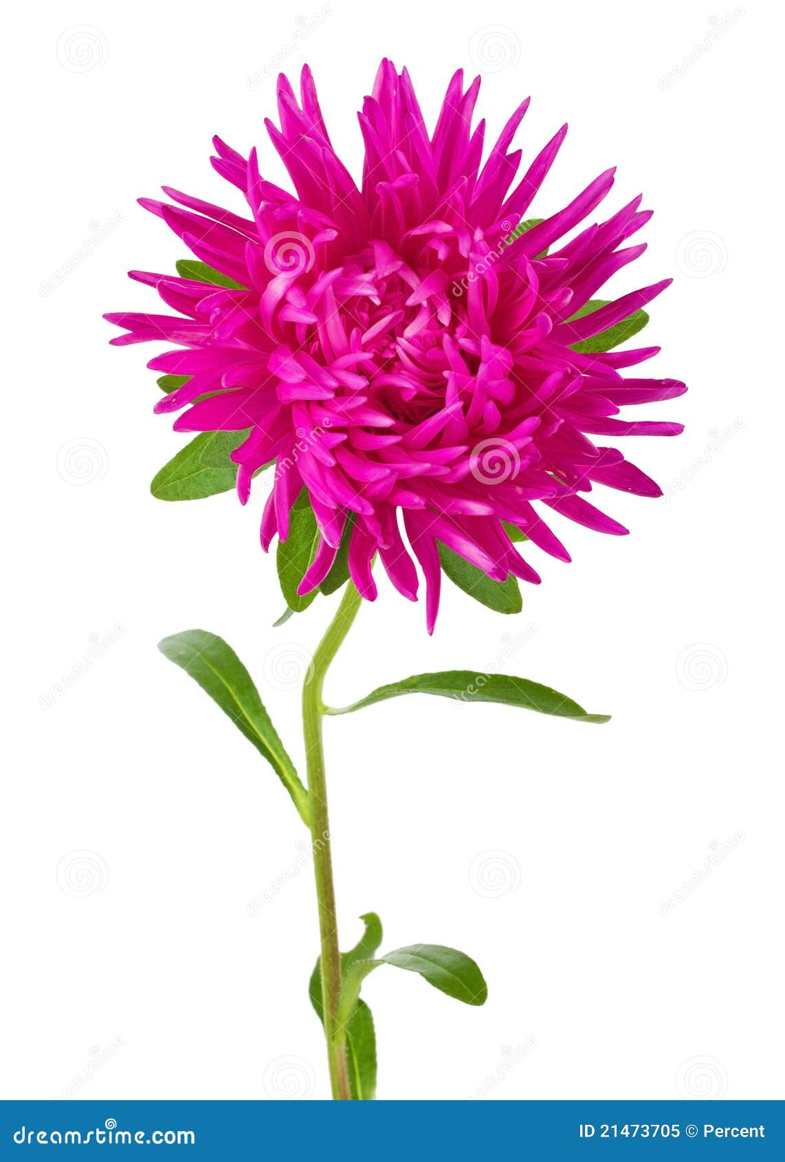 Pink Aster Flower In A Color Palette Swatches. Combination Of Color ...