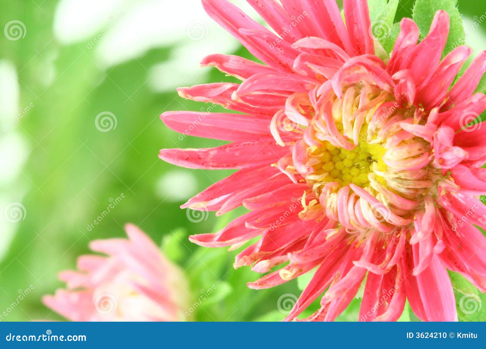 Pink Aster Flower In A Color Palette Swatches. Combination Of Color ...