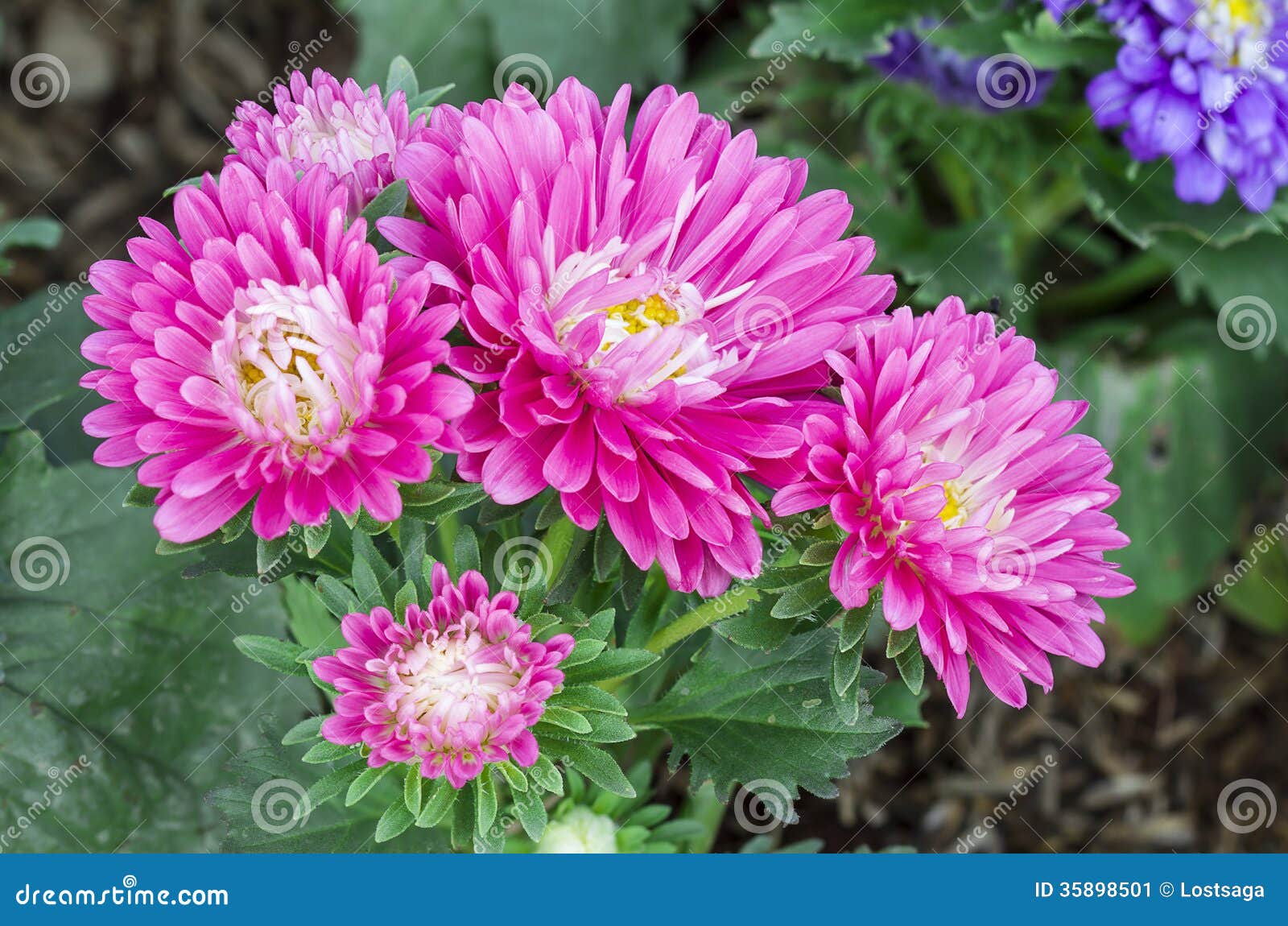 Pink aster flower stock image. Image of colorful, bloom - 35898501