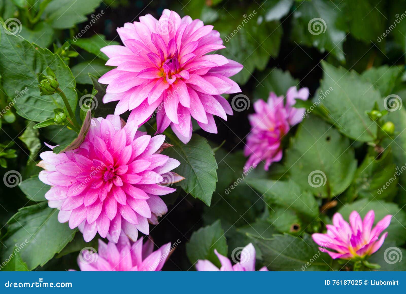 Pink Aster Flower In A Color Palette Swatches. Combination Of Color ...