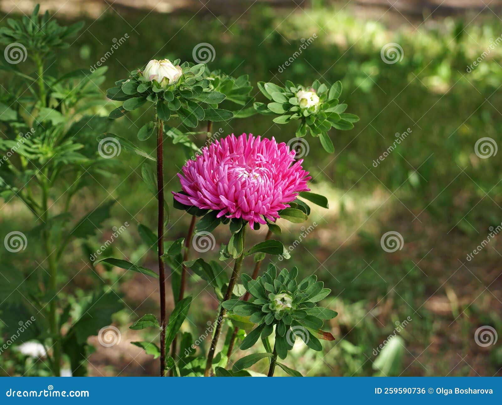 Pink aster flower stock photo. Image of naturalist, organic - 259590736