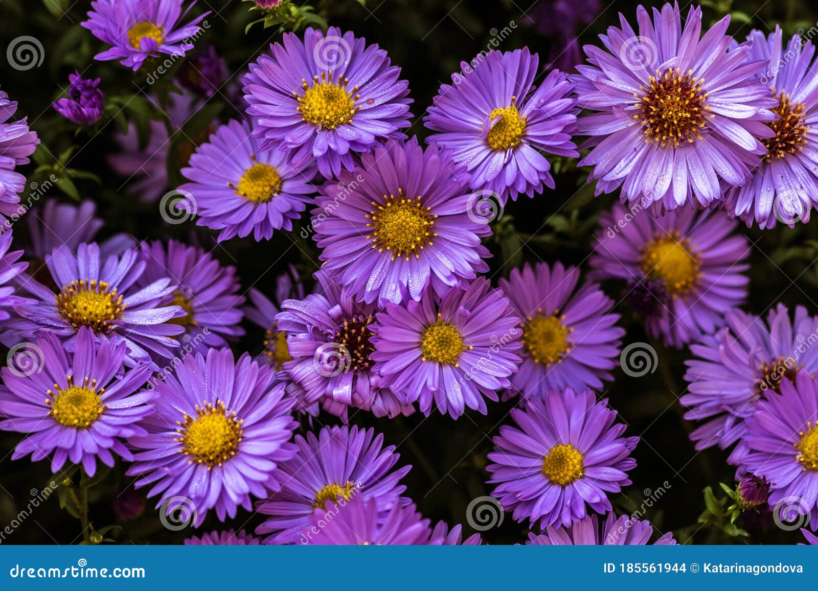 Pink Aster Flowers Abstract Background Stock Photo - Image of blossom ...