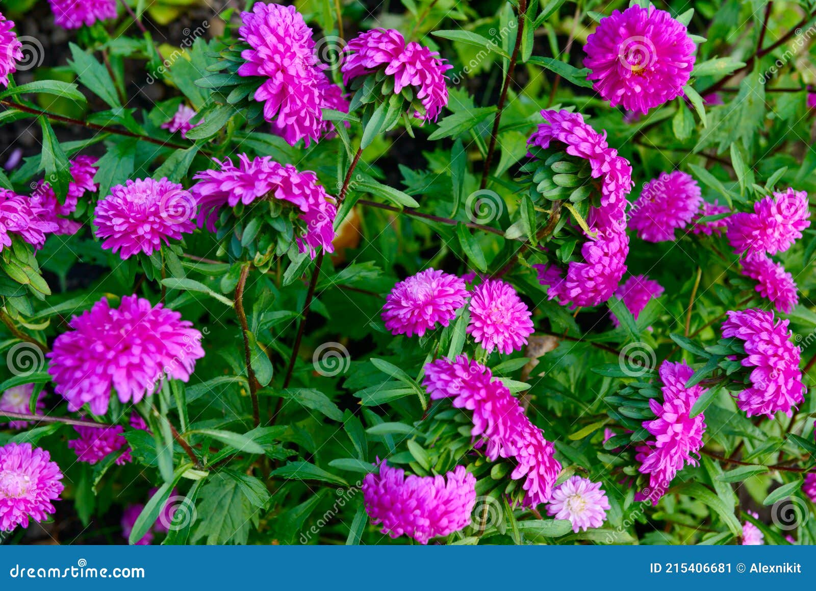 Pink Aster Flowers on a Background of Green Leaves Stock Image - Image ...