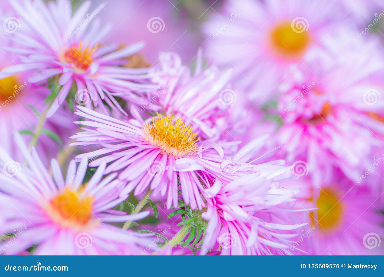 Pink Aster Flowers in the Garden Stock Photo - Image of autumn, petals ...