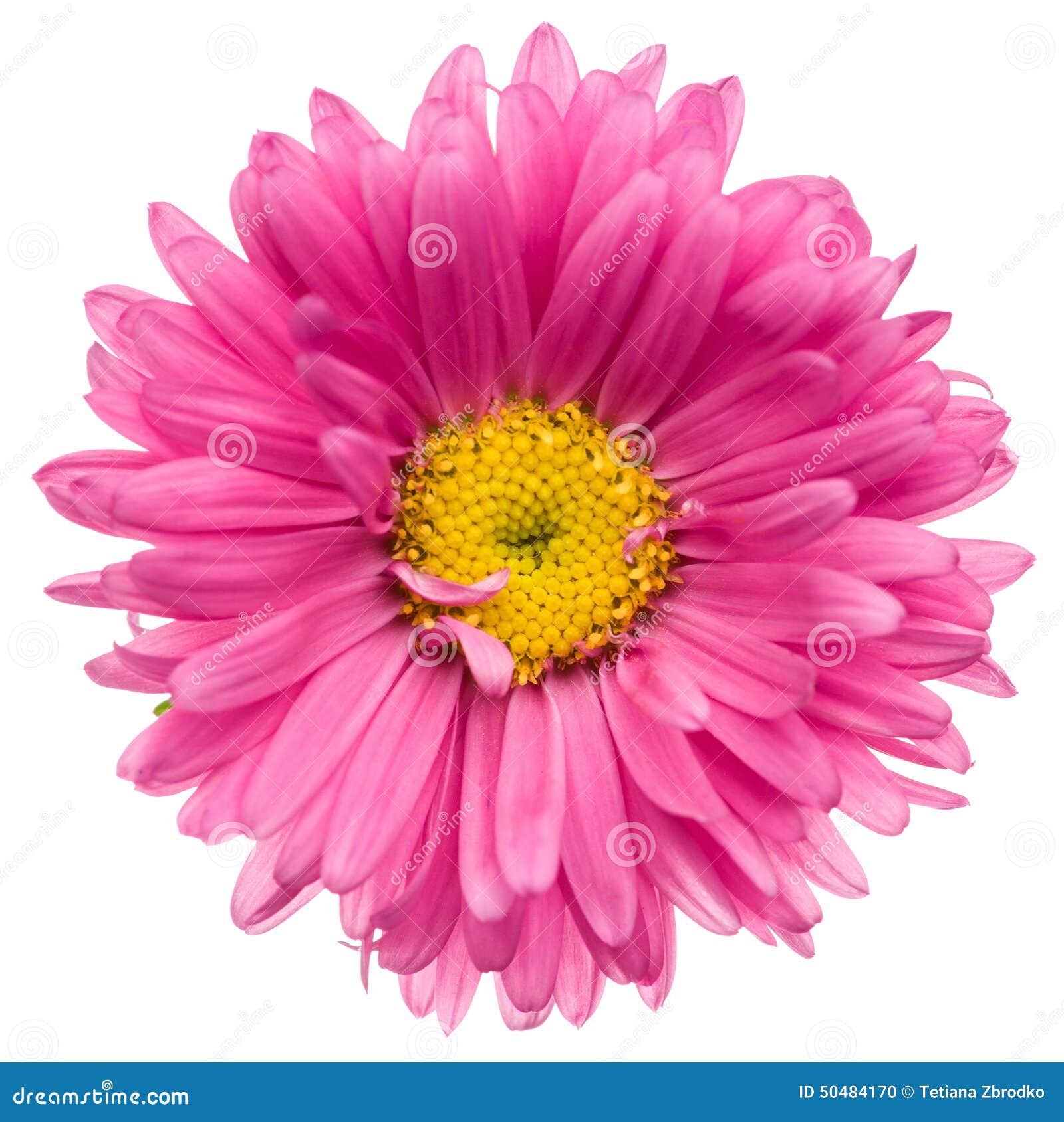 Pink aster isolated stock photo. Image of nature, close - 50484170