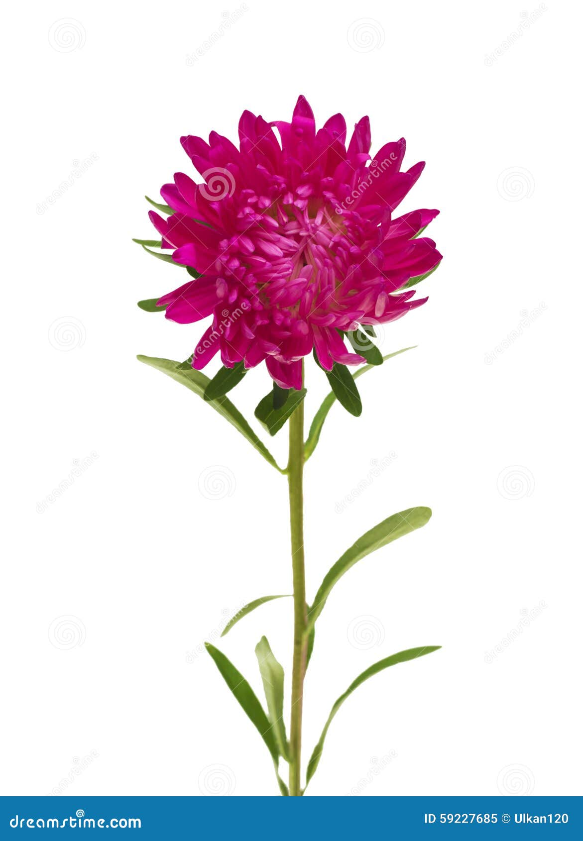 Pink Aster Isolated on White Background Stock Image - Image of botany ...