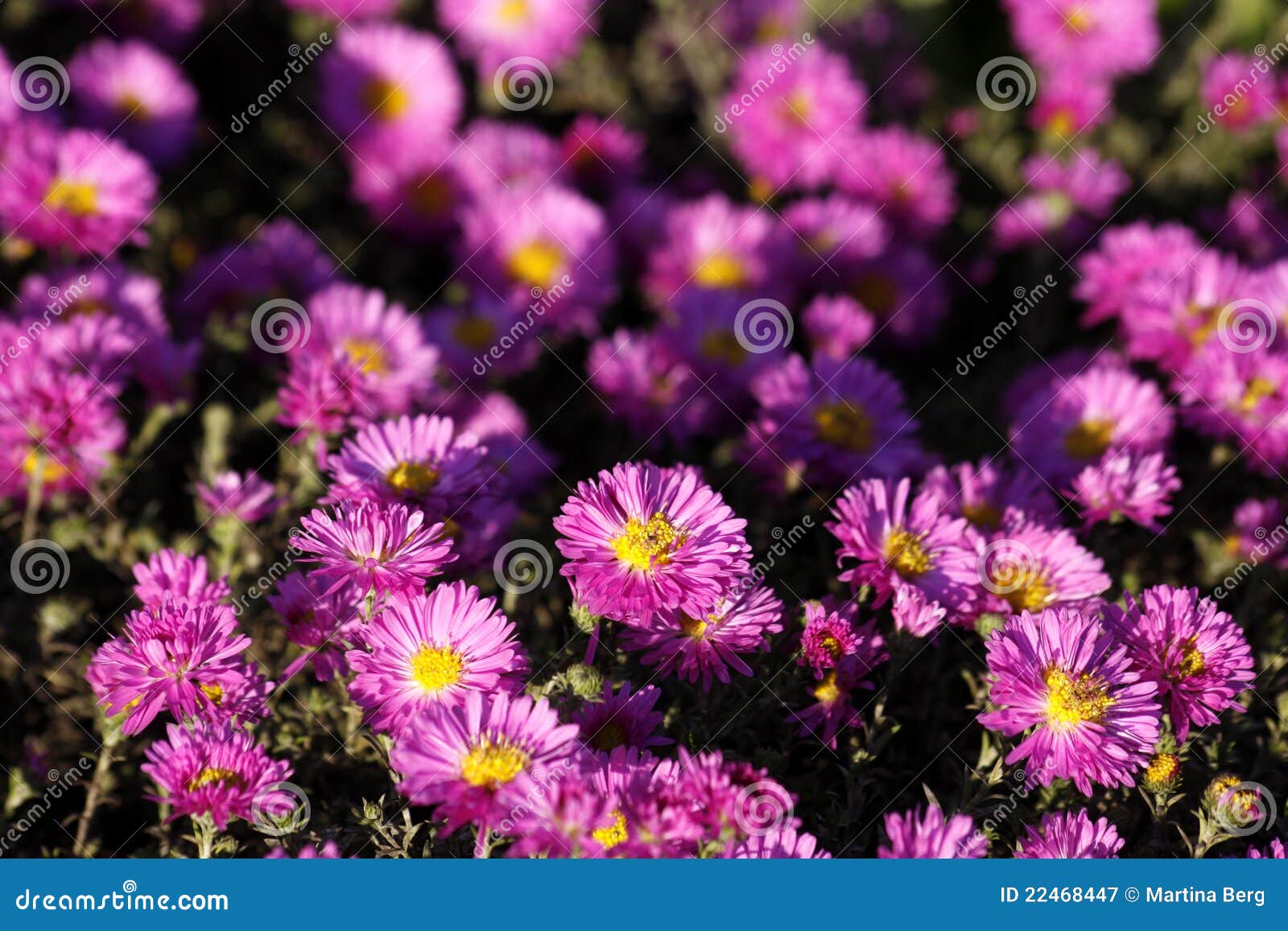 Pink Asters stock image. Image of plants, colors, garden - 22468447