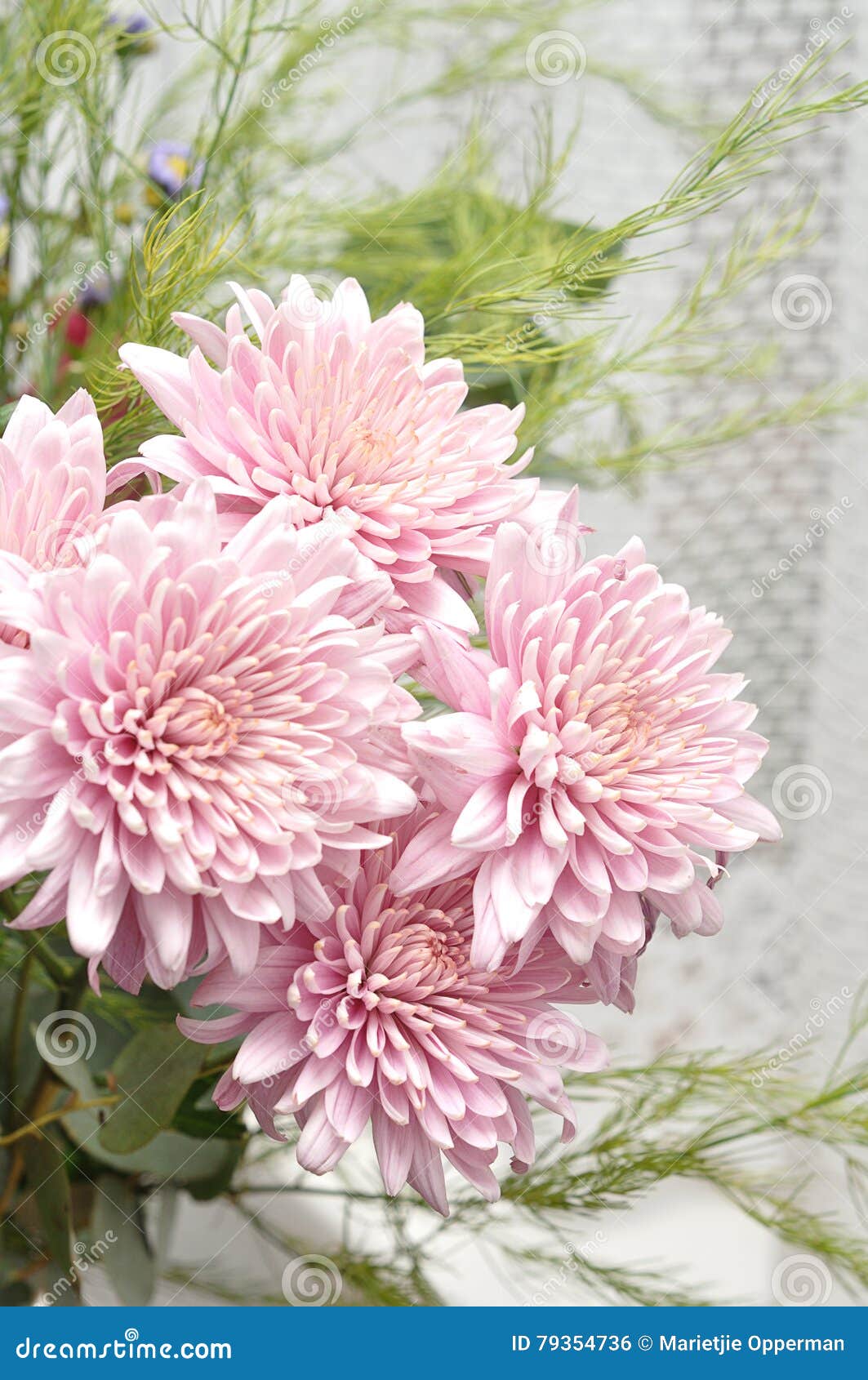 Pink asters stock photo. Image of colorful, plant, beauty - 79354736