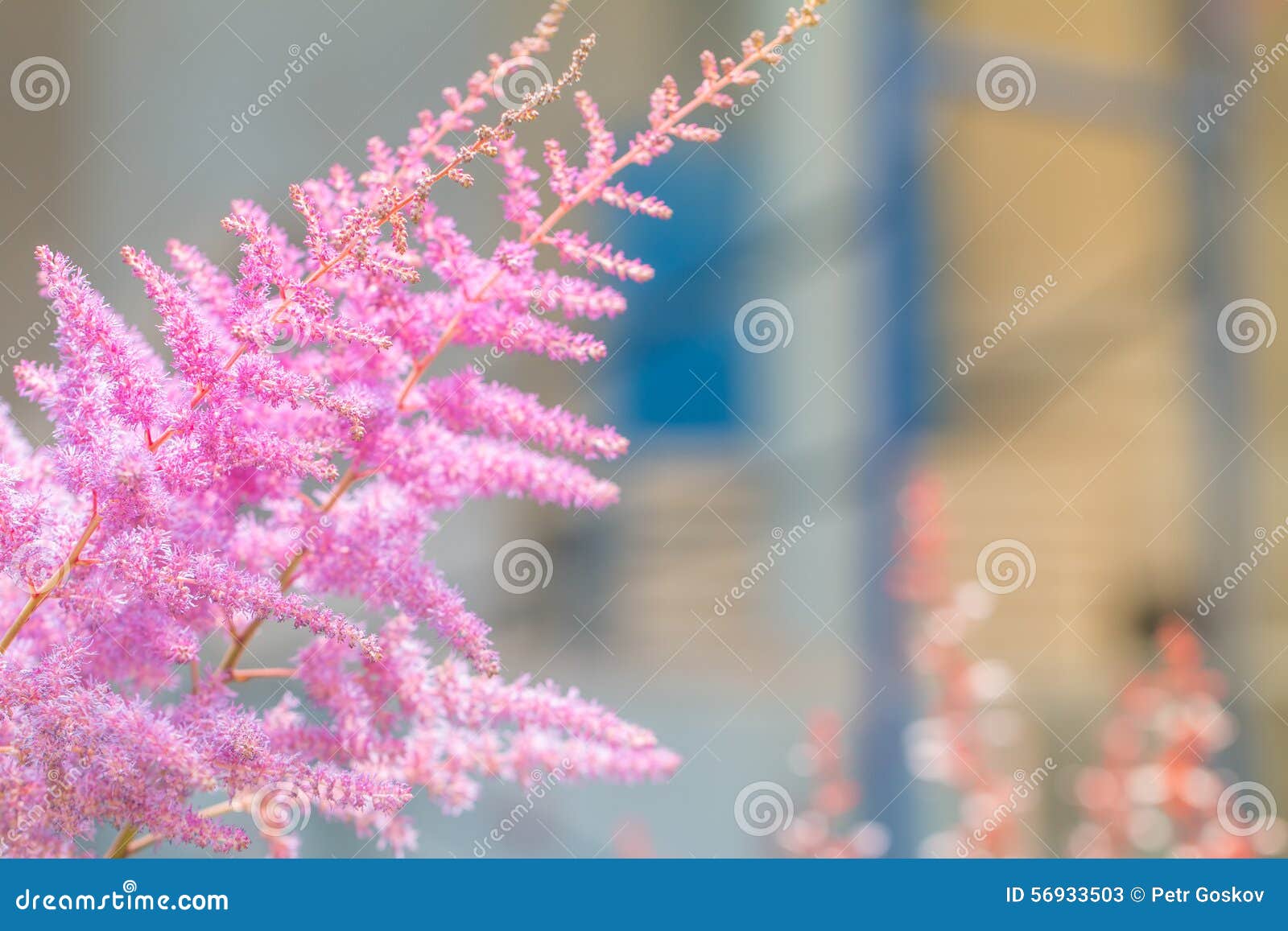 Pink Astilbe stock image. Image of outdoors, pink, background - 56933503