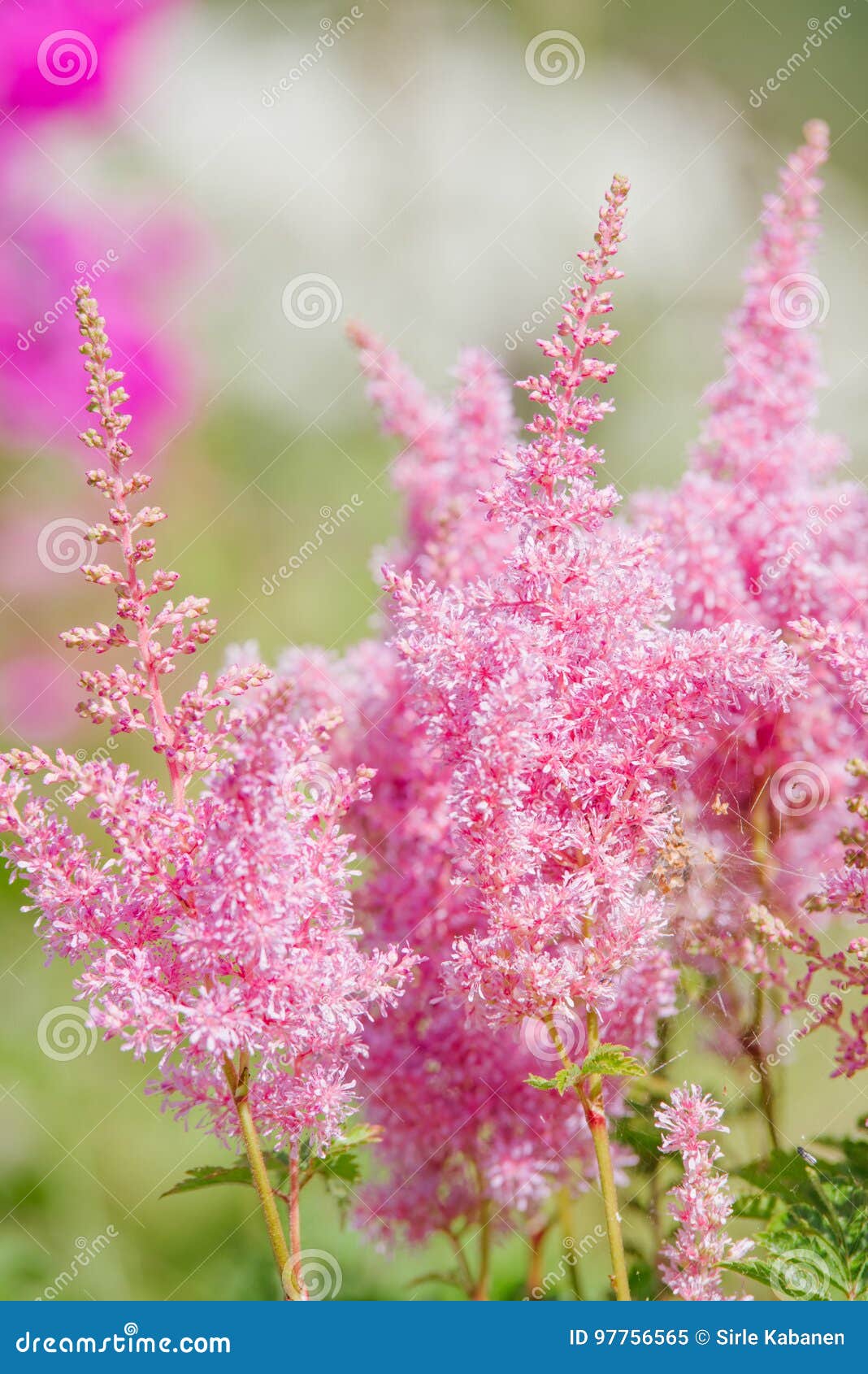 Pink astilbe flower stock image. Image of classical, hosta - 97756565